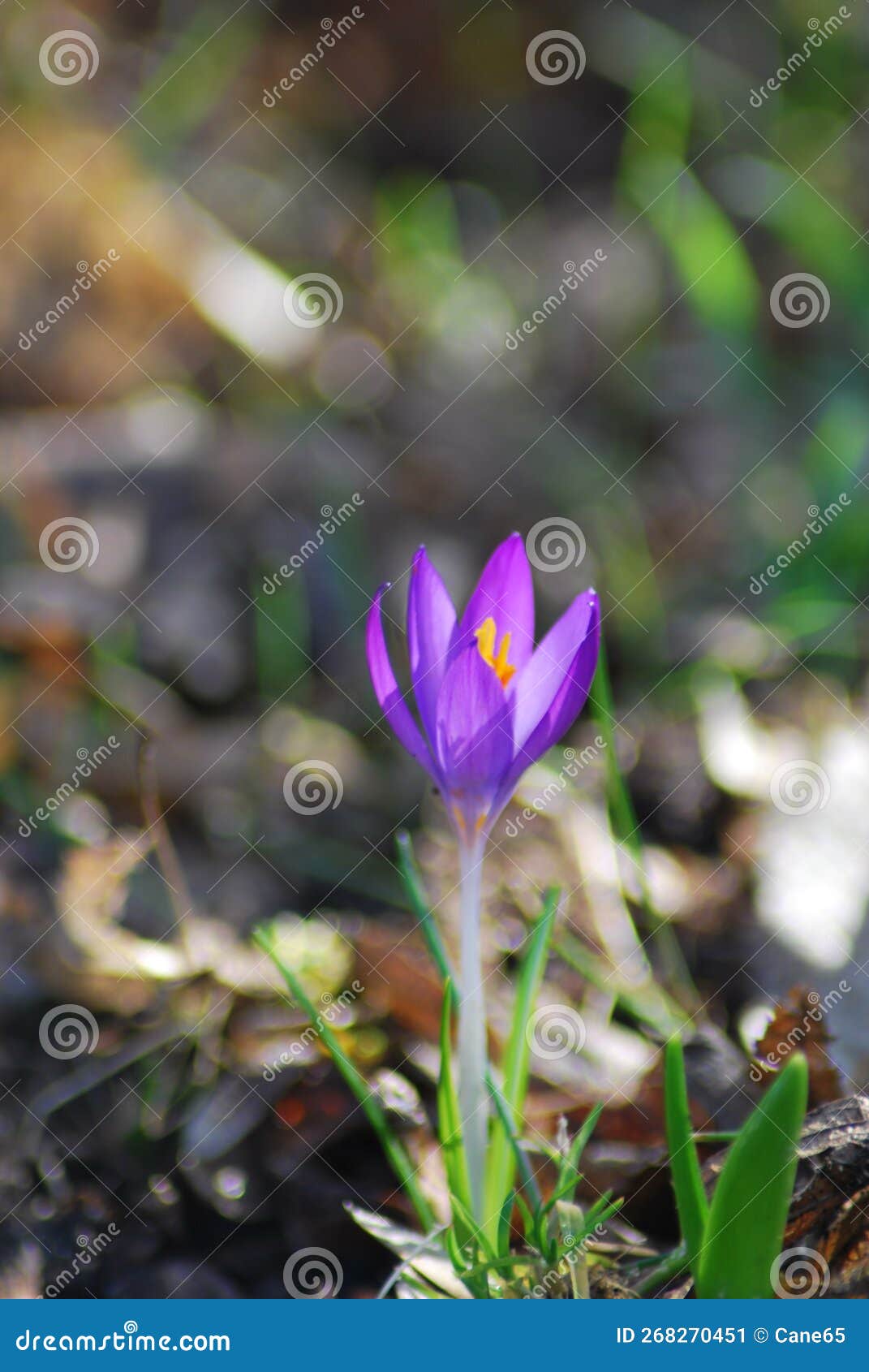 Crocus in spring stock image. Image of crocuses, field - 268270451
