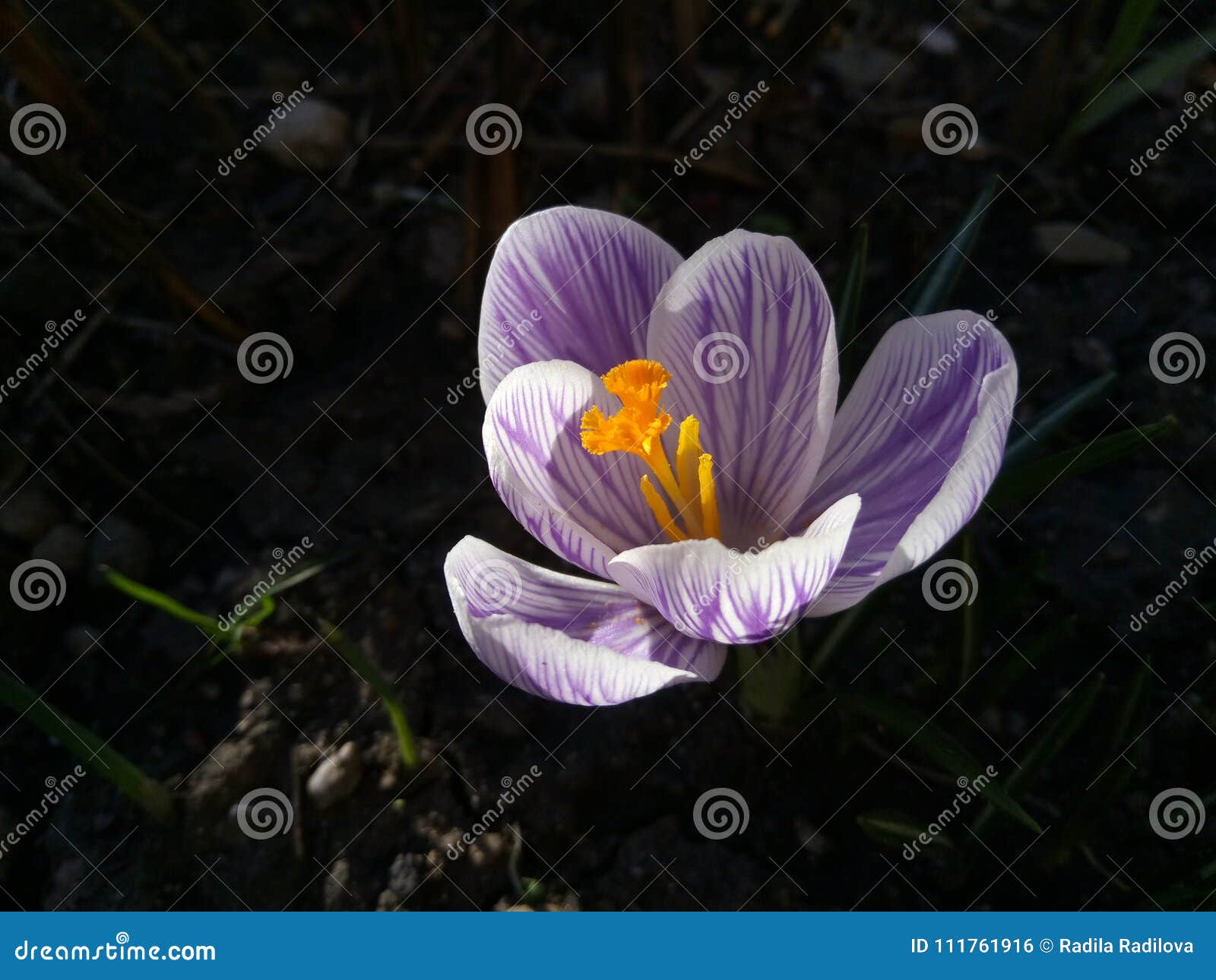 Crocus. Spring Crocus On Sunlight Art Light. Unique Color Of Spring ...