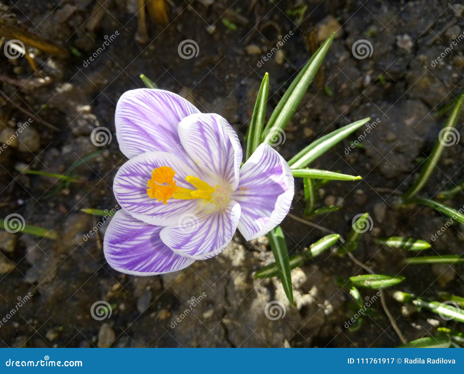 Crocus. Spring Crocus on Sunlight Art Light. Unique Color of Spring ...