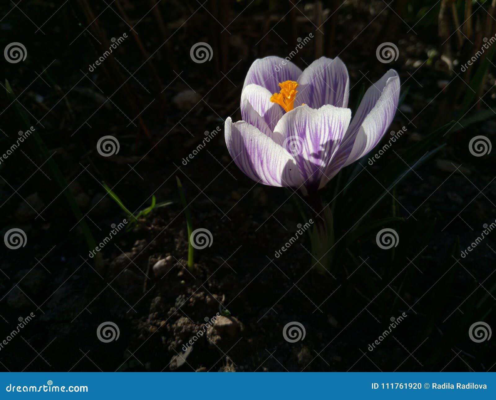 Crocus. Spring Crocus on Sunlight Art Light. Unique Color of Spring ...
