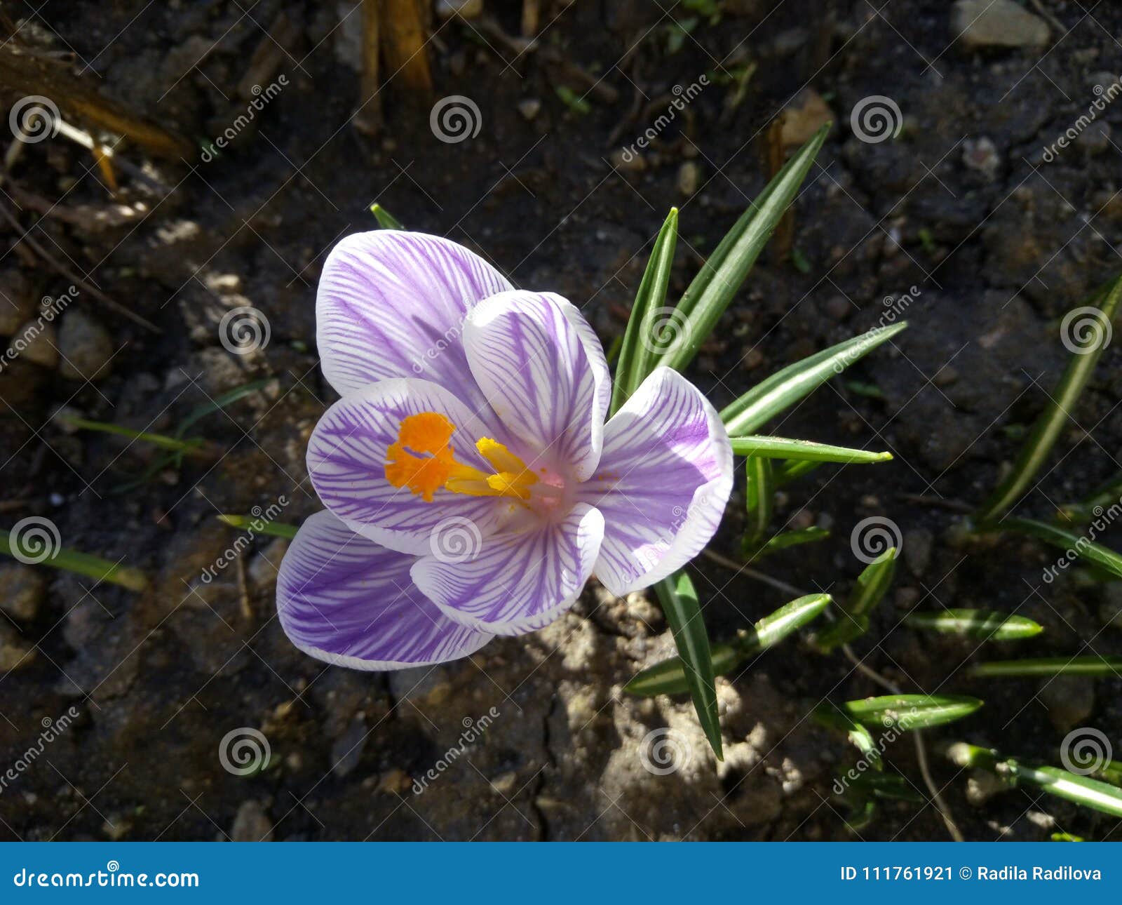 Crocus. Spring Crocus on Sunlight Art Light. Unique Color of Spring ...