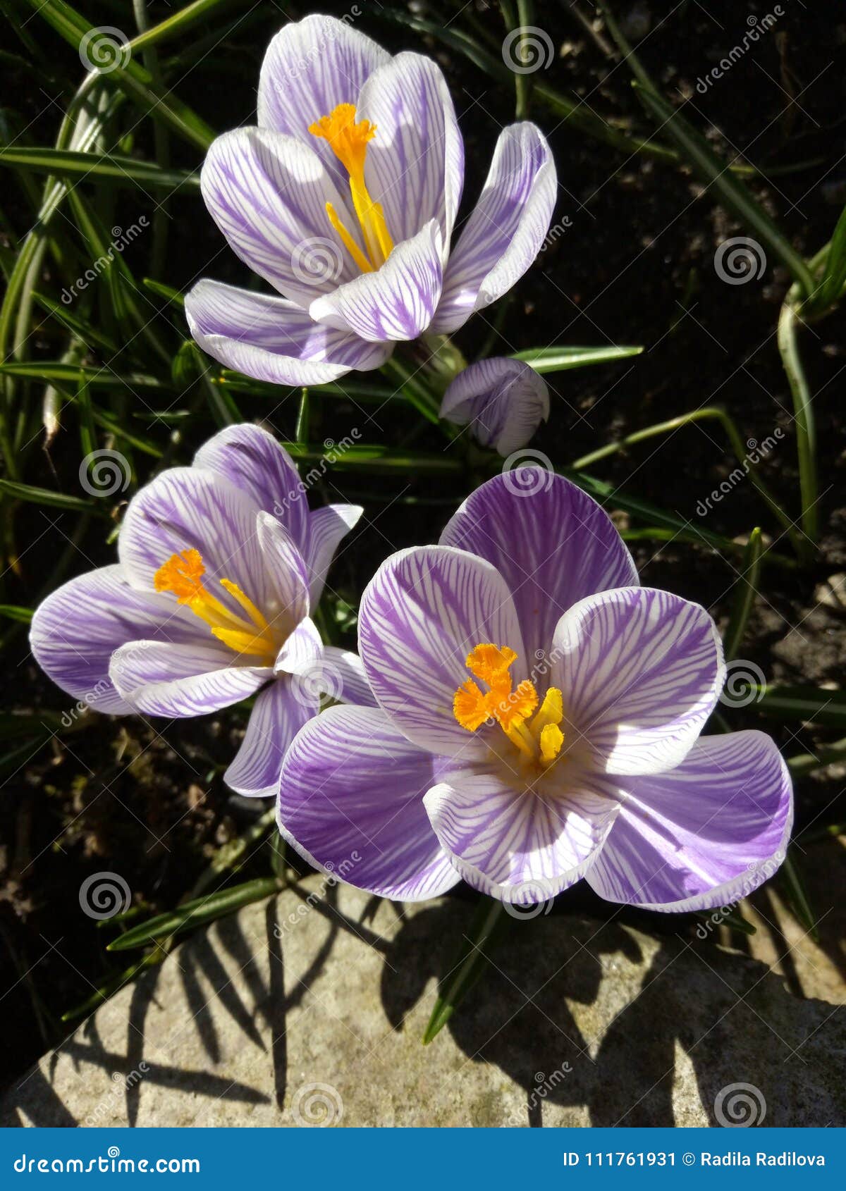 Crocus. Spring Crocus on Sunlight Art Light. Unique Color of Spring ...