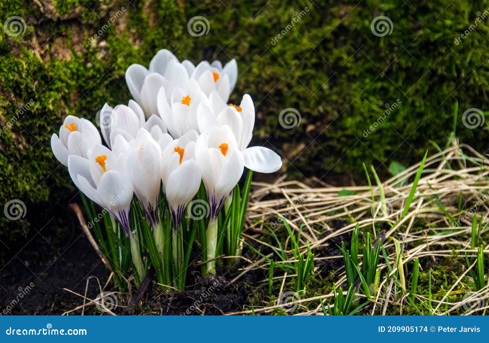 Crocus in Spring stock photo. Image of plant, spring - 209905174