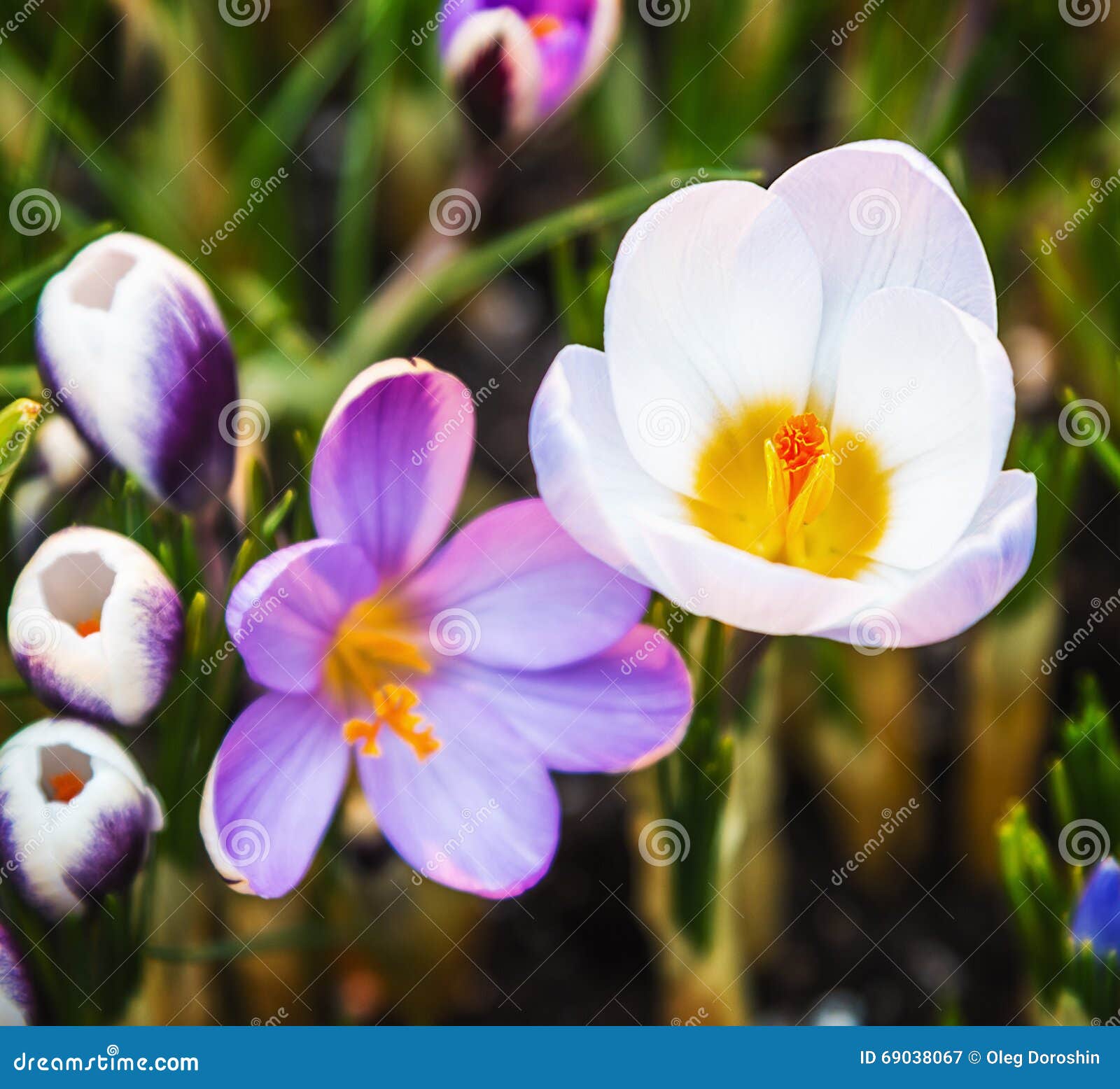 Crocus Spring Flower Blooming Stock Image - Image of botany, beauty ...