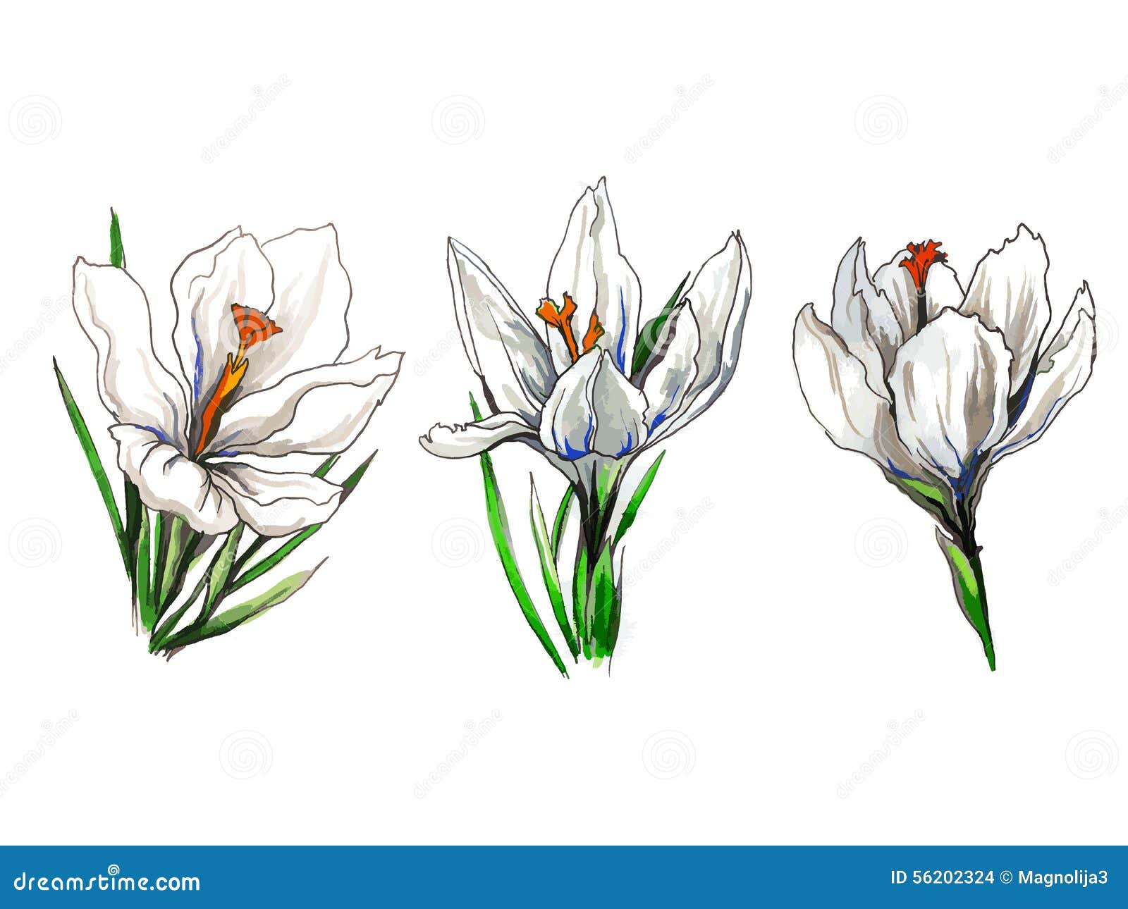 Crocus Spring Flower Illustration Set Stock Vector - Illustration of ...
