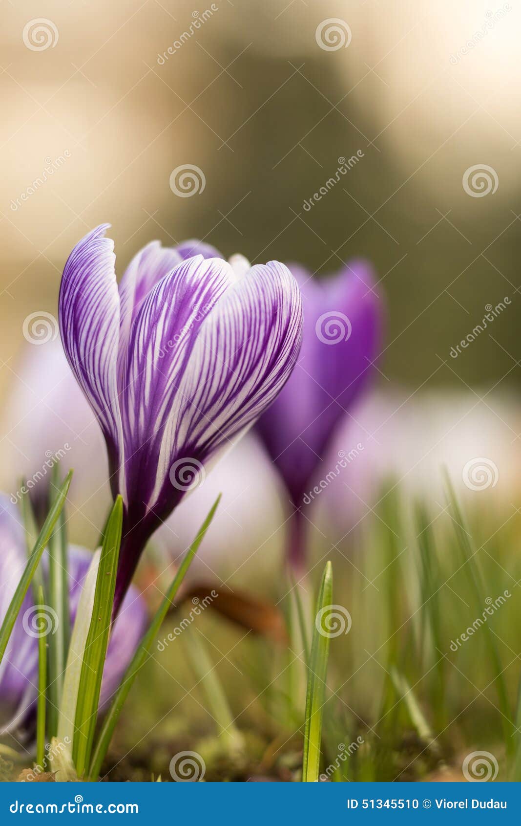 Crocus spring flower stock photo. Image of bloom, garden - 51345510