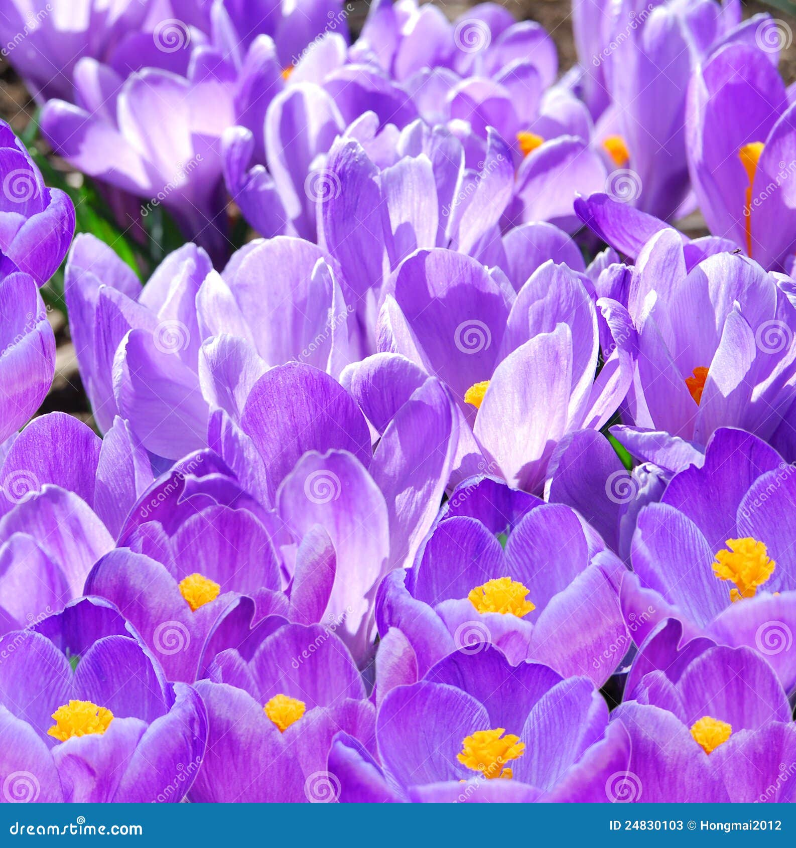 Crocus Spring Flowers stock image. Image of ground, blue - 24830103