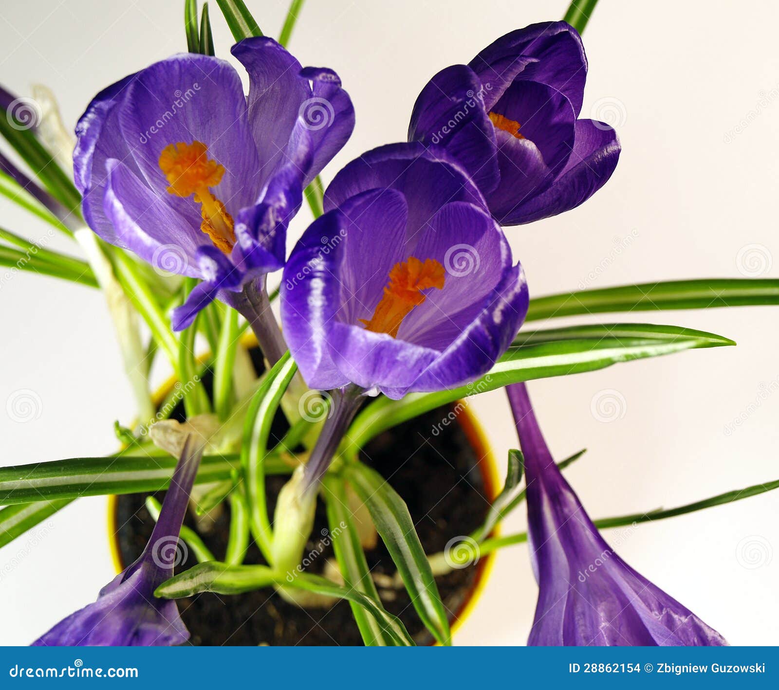Crocus Spring Flowers stock photo. Image of bouquet, easter - 28862154