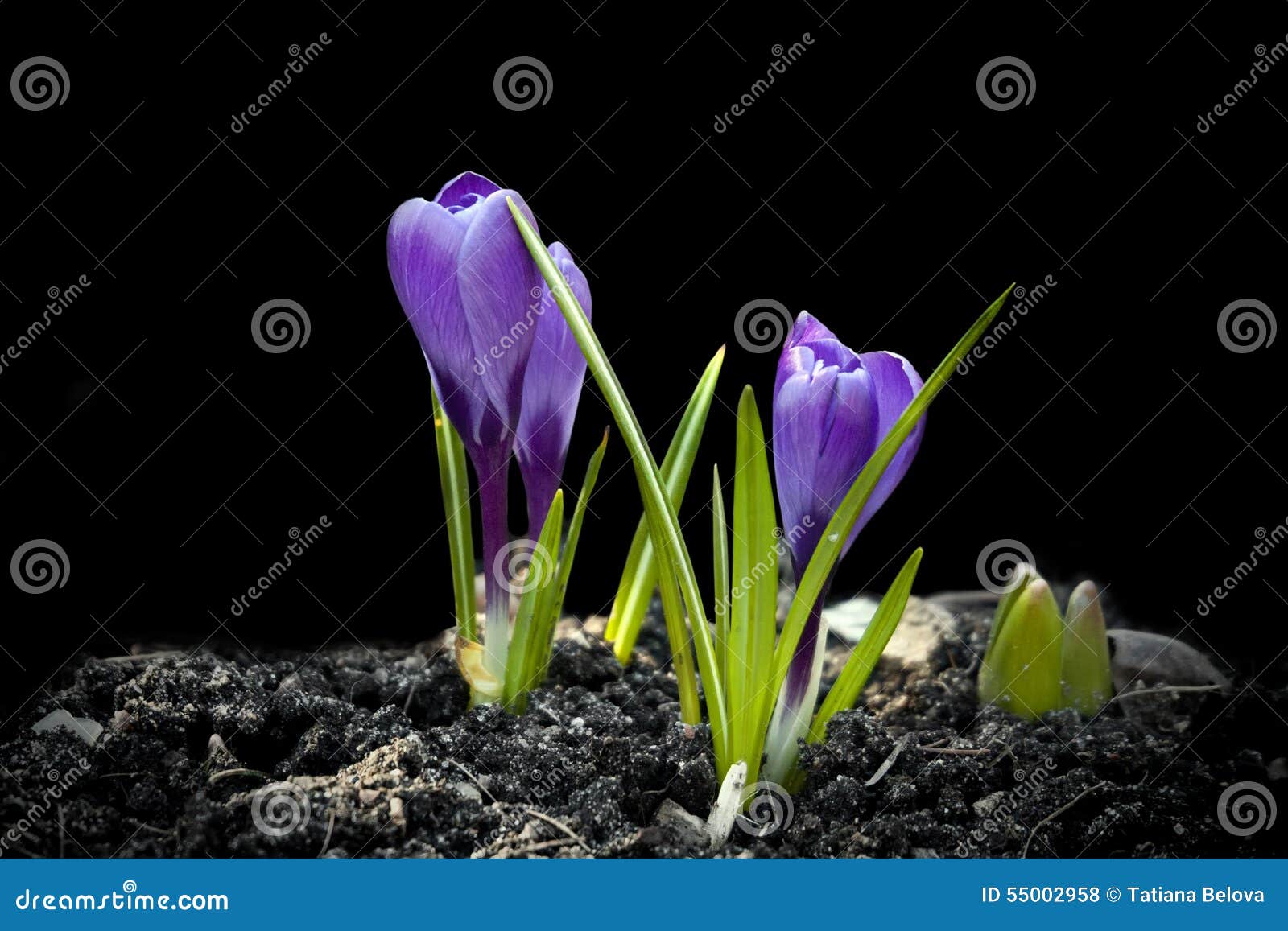 Crocus Spring Flowers on Black Stock Photo - Image of feminine, ground ...