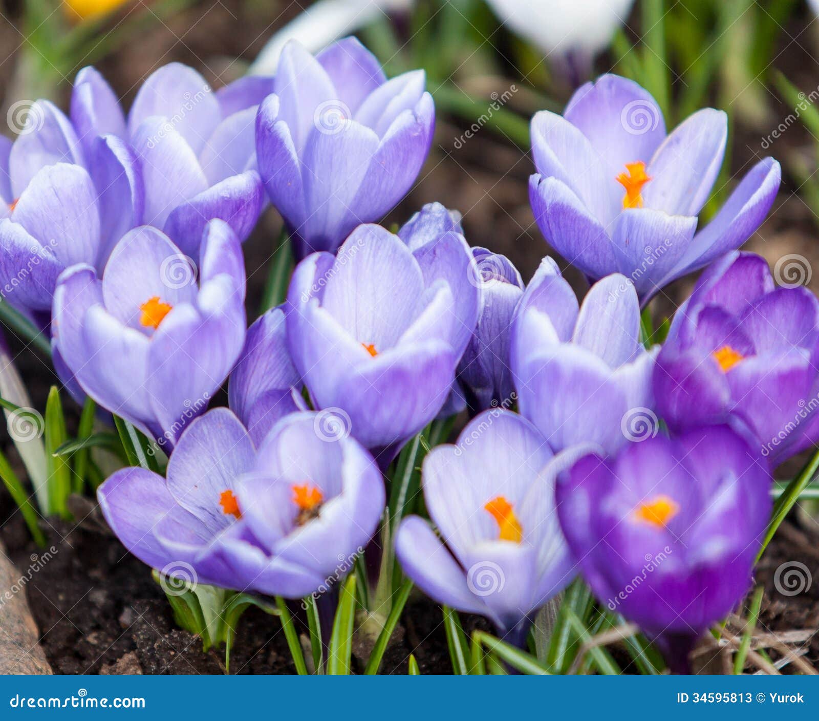 Crocus spring flowers stock image. Image of purple, outdoor - 34595813