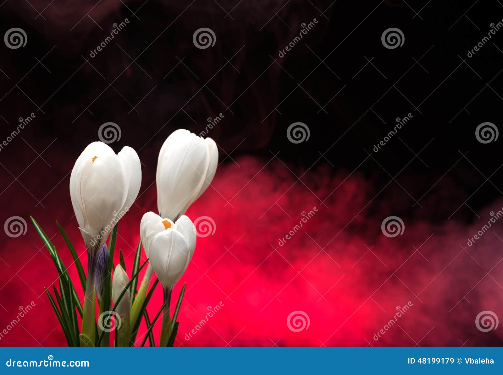 Crocus Spring Flowers stock image. Image of gardening - 48199179