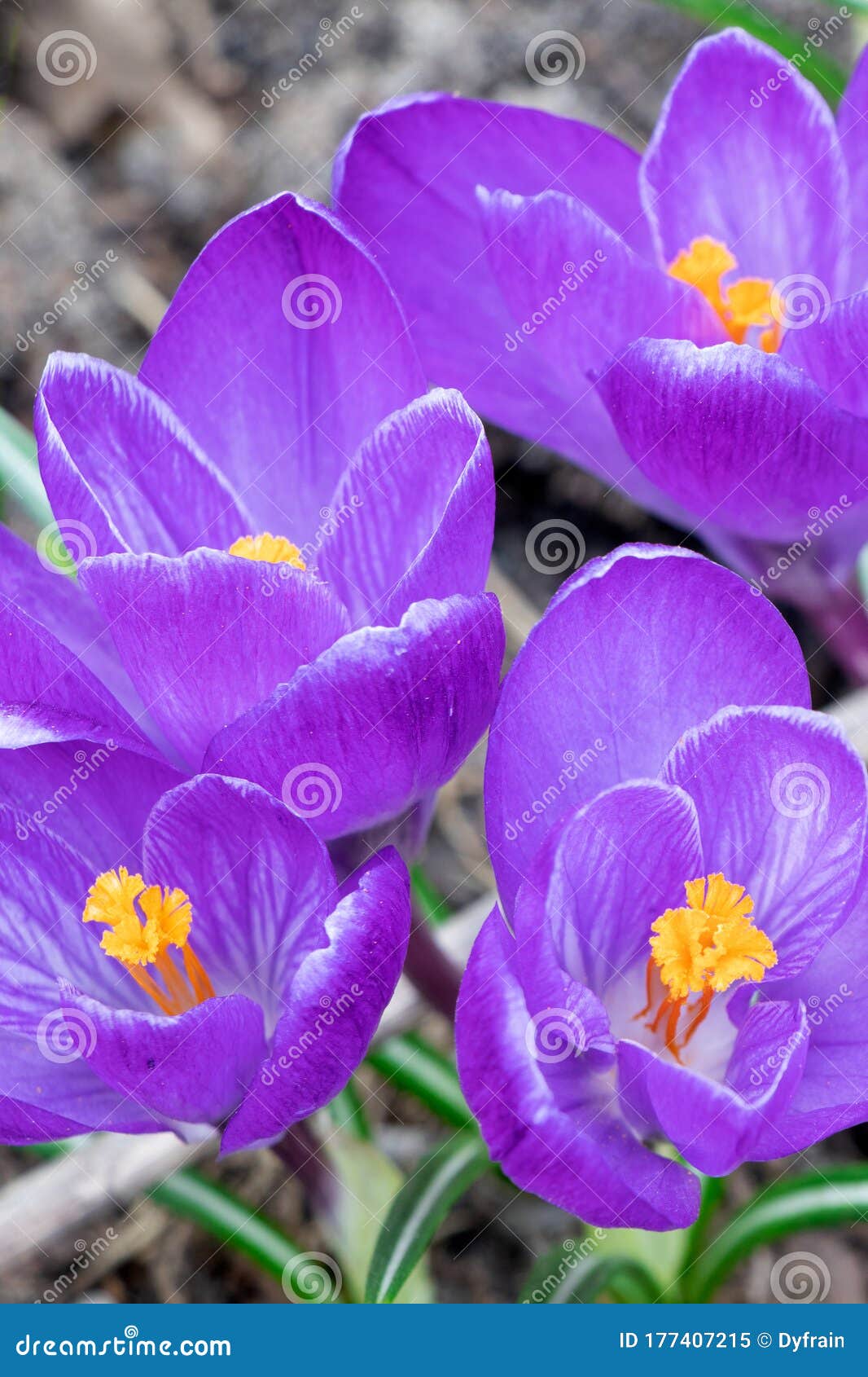 Spring Flowers. Crocus in the Early Spring. Early Spring, Crocus Vernus ...