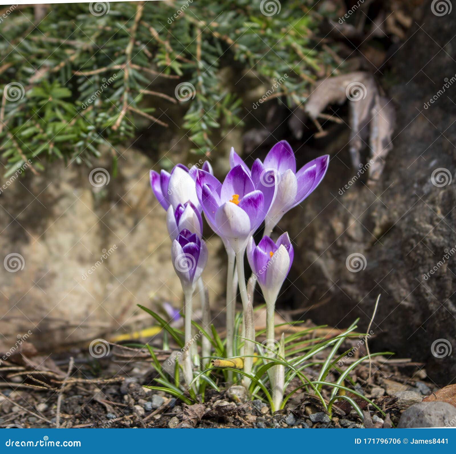 Crocus stock photo. Image of flower, plant, gardener - 171796706