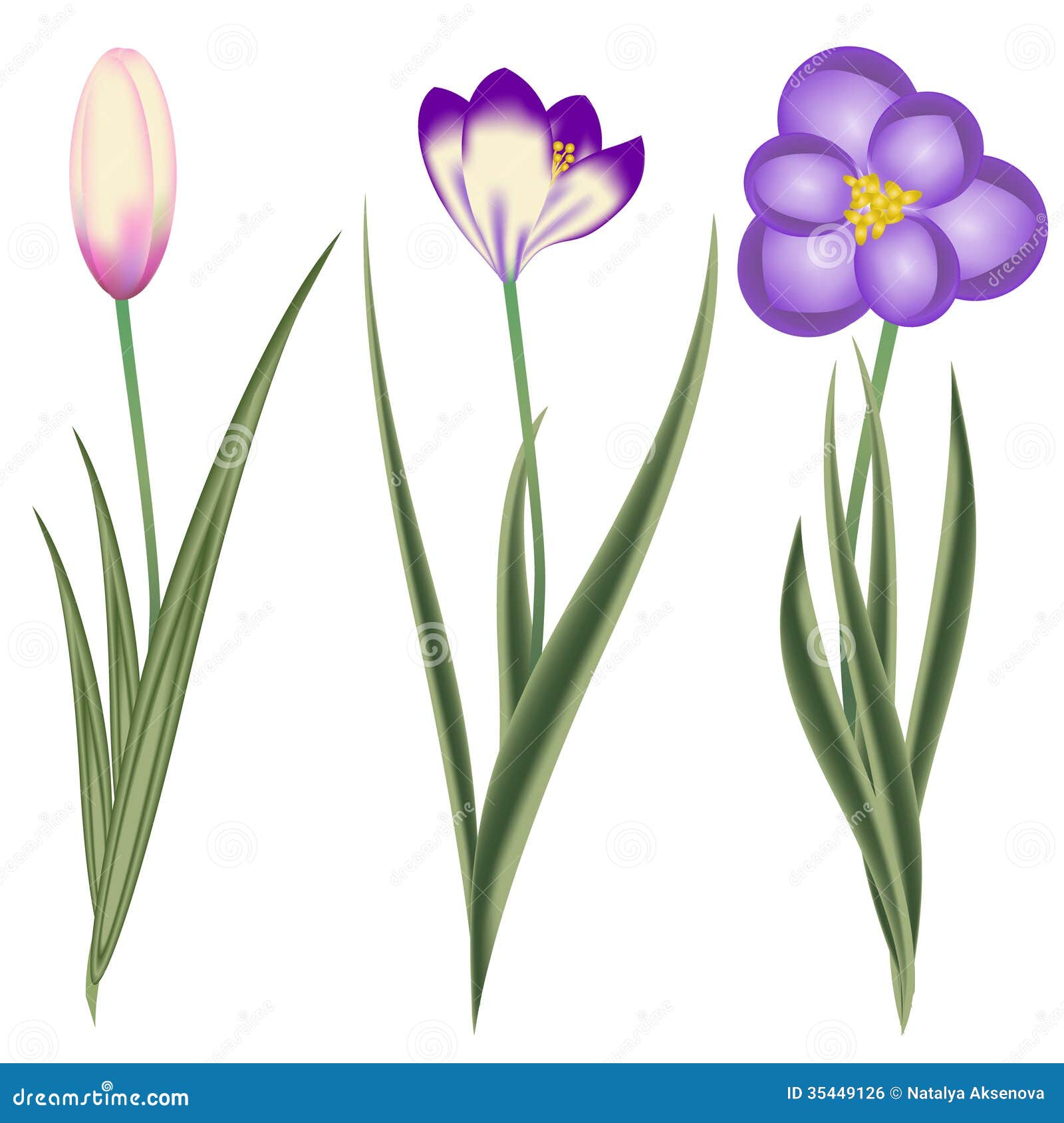 Crocus Spring Flowers Border Frame Template For Card Or Banner. Blossom ...