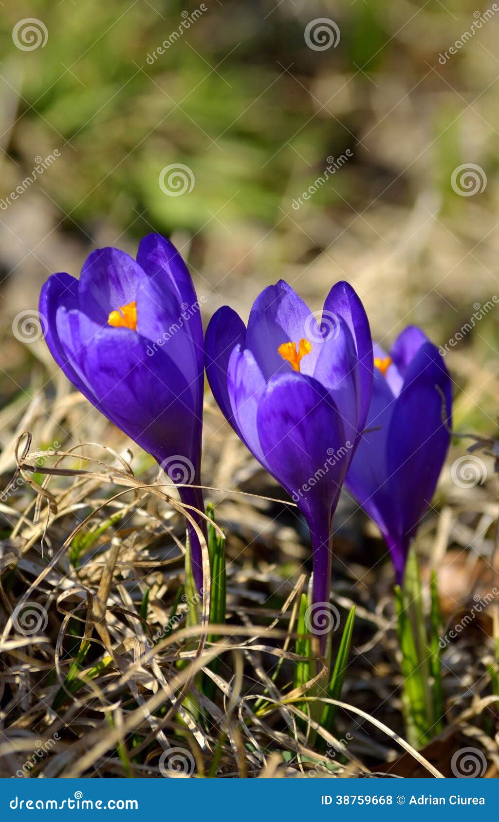 Crocus Spring Flowers stock photo. Image of crocus, beauty - 38759668
