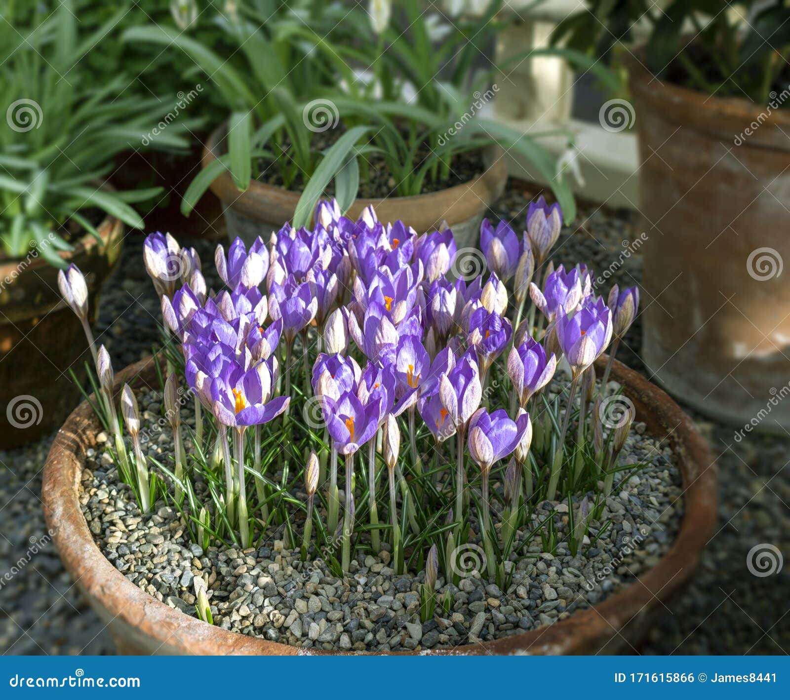 Crocus stock photo. Image of season, colorful, floral - 171615866