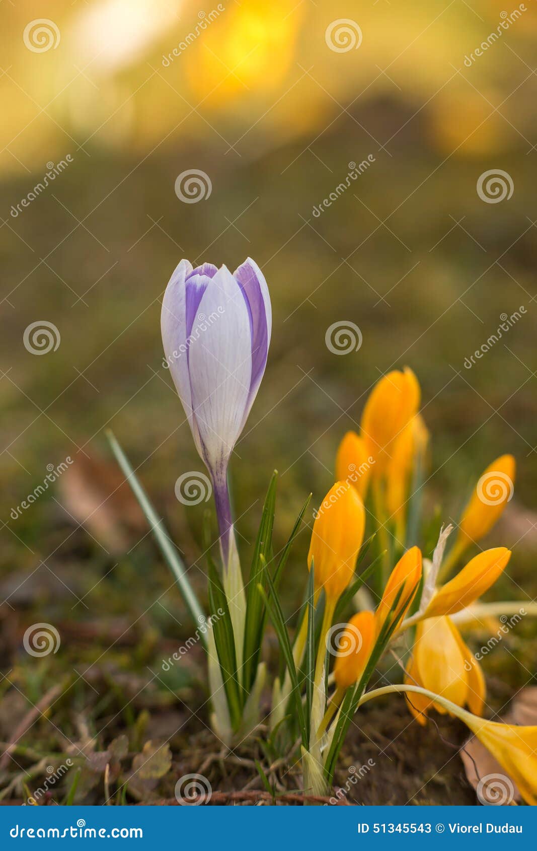 Crocus spring flowers stock image. Image of nature, grass - 51345543