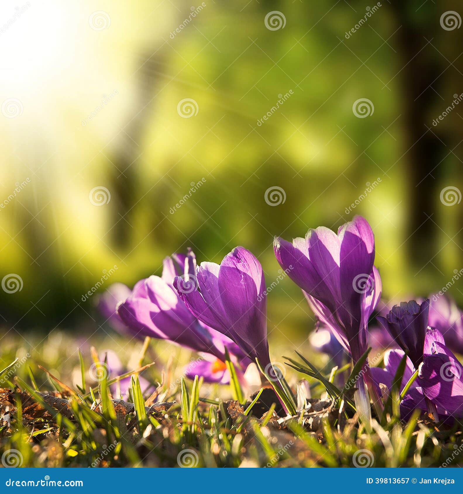 Crocus Spring Flowers stock image. Image of color, flowers - 39813657