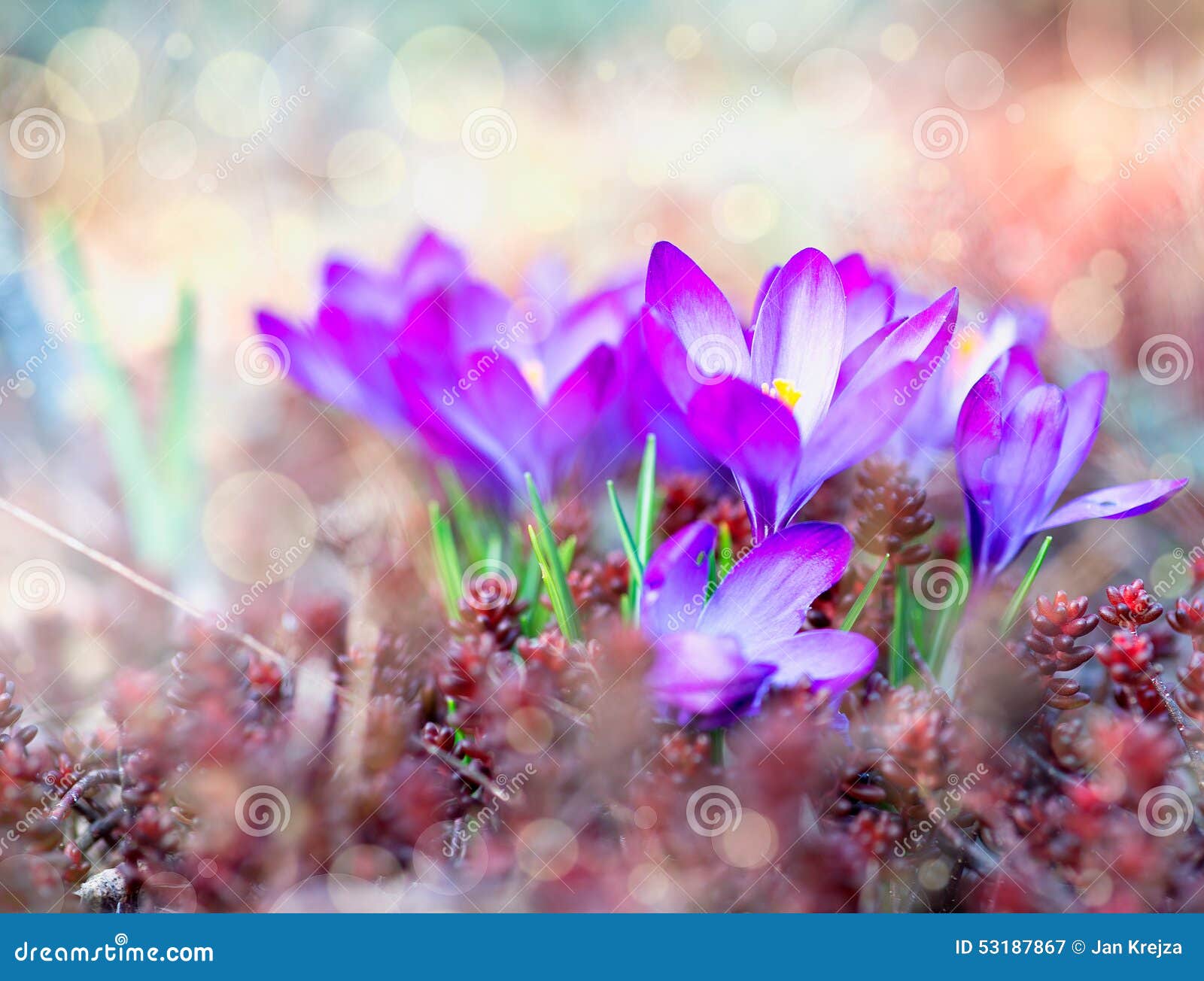 Crocus Spring Flowers stock image. Image of garden, ground - 53187867