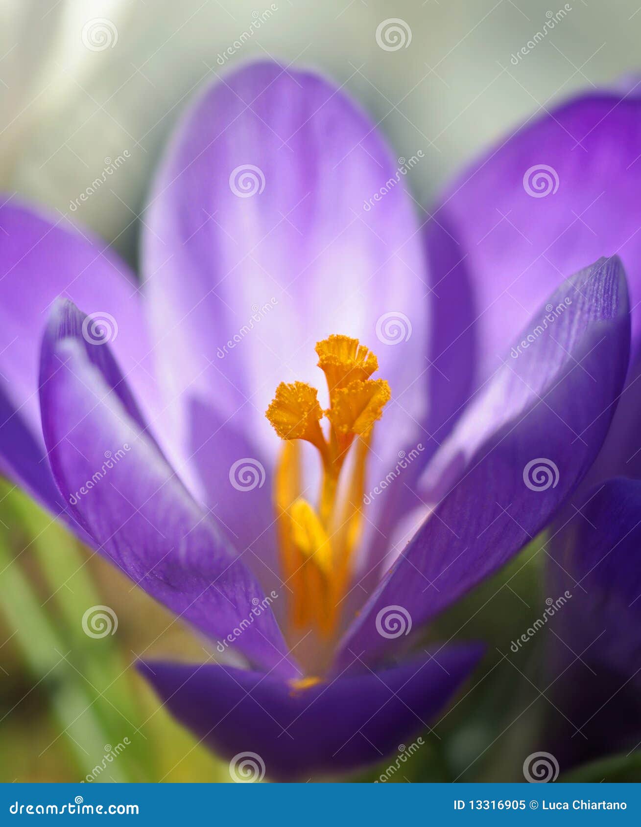 Crocus -Spring is near stock image. Image of start, pretty - 13316905