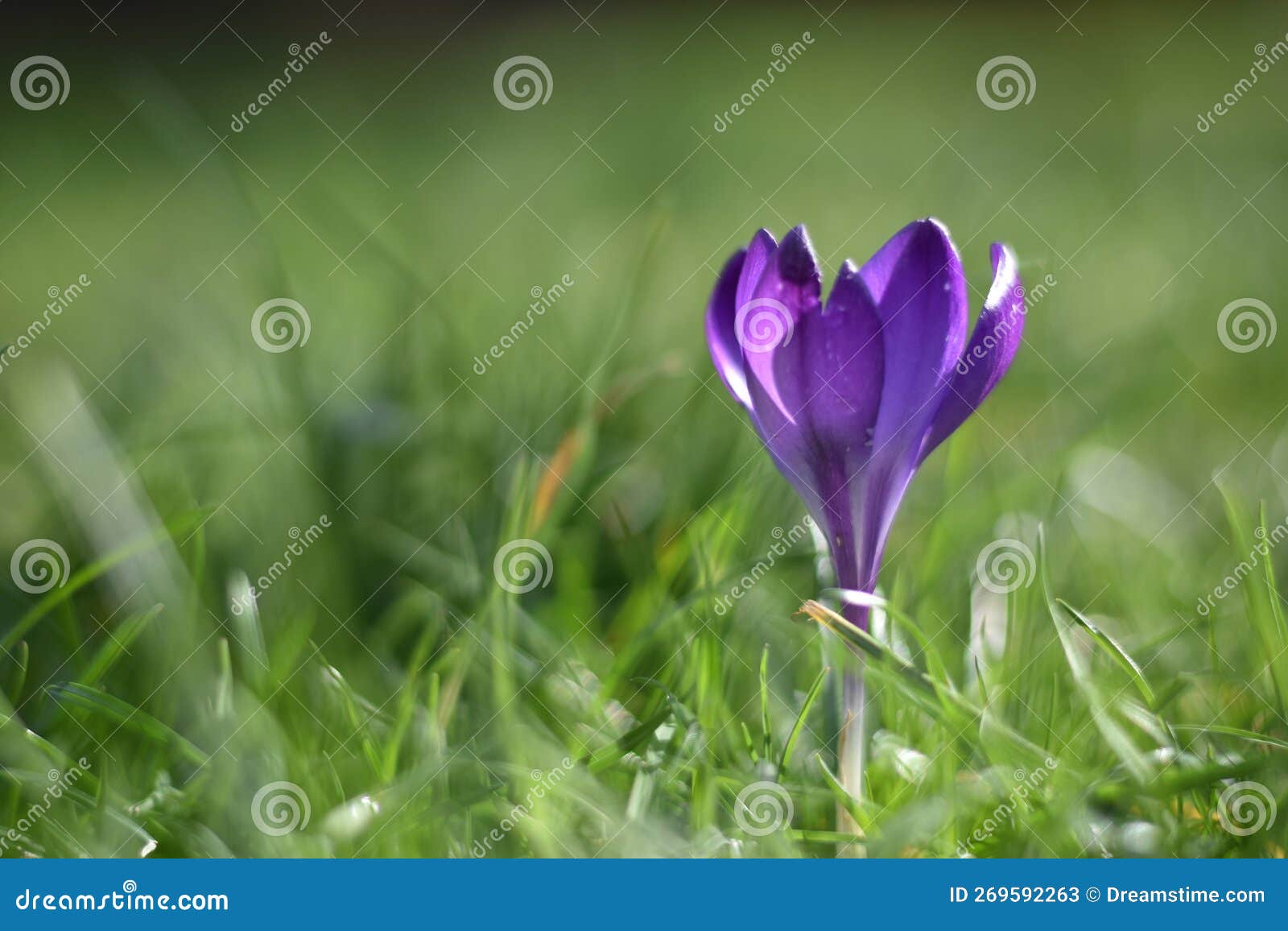 Crocus in spring stock image. Image of wildflower, nahaufnahme - 269592263