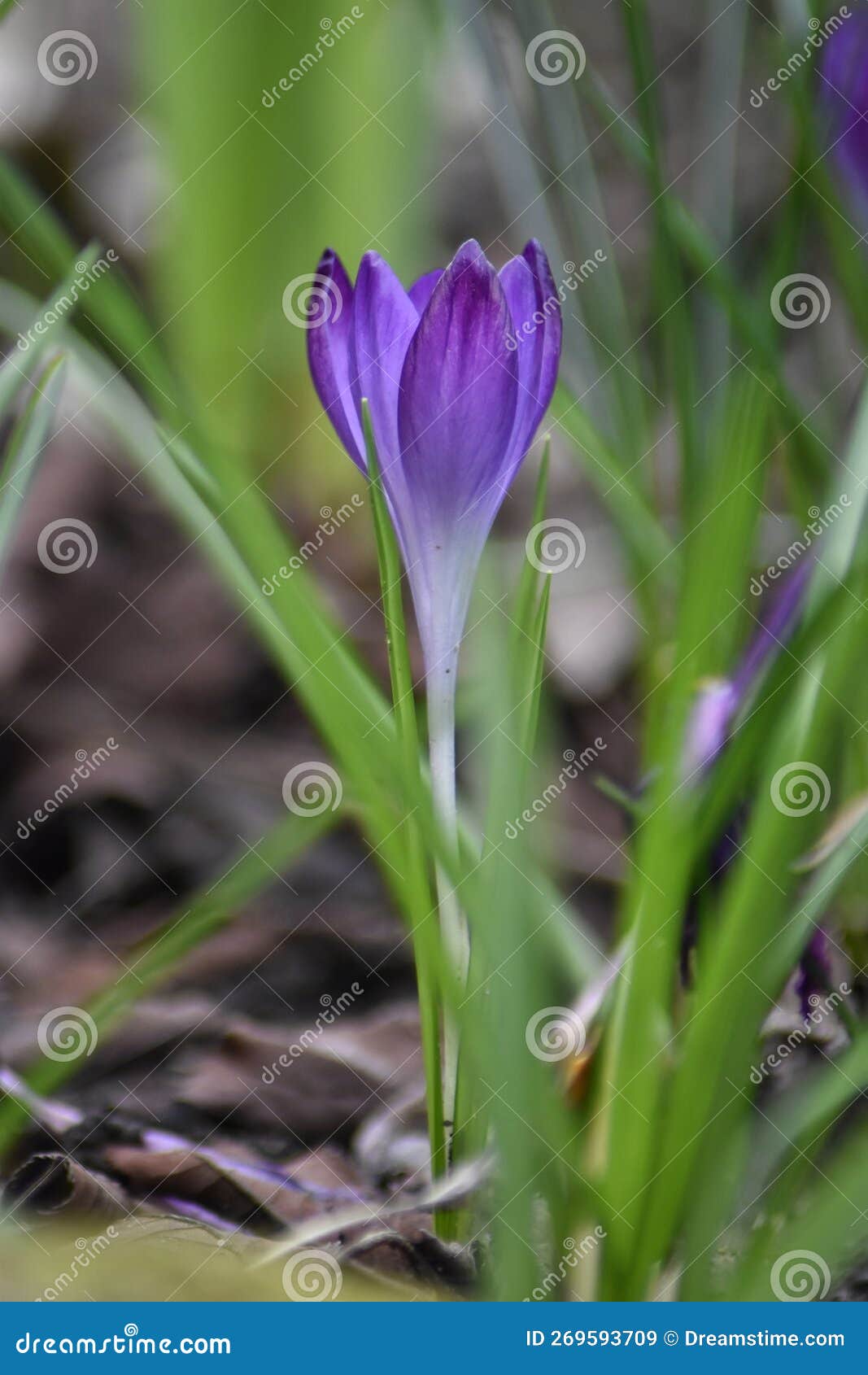 Crocus in spring stock image. Image of purple, unicolor - 269593709