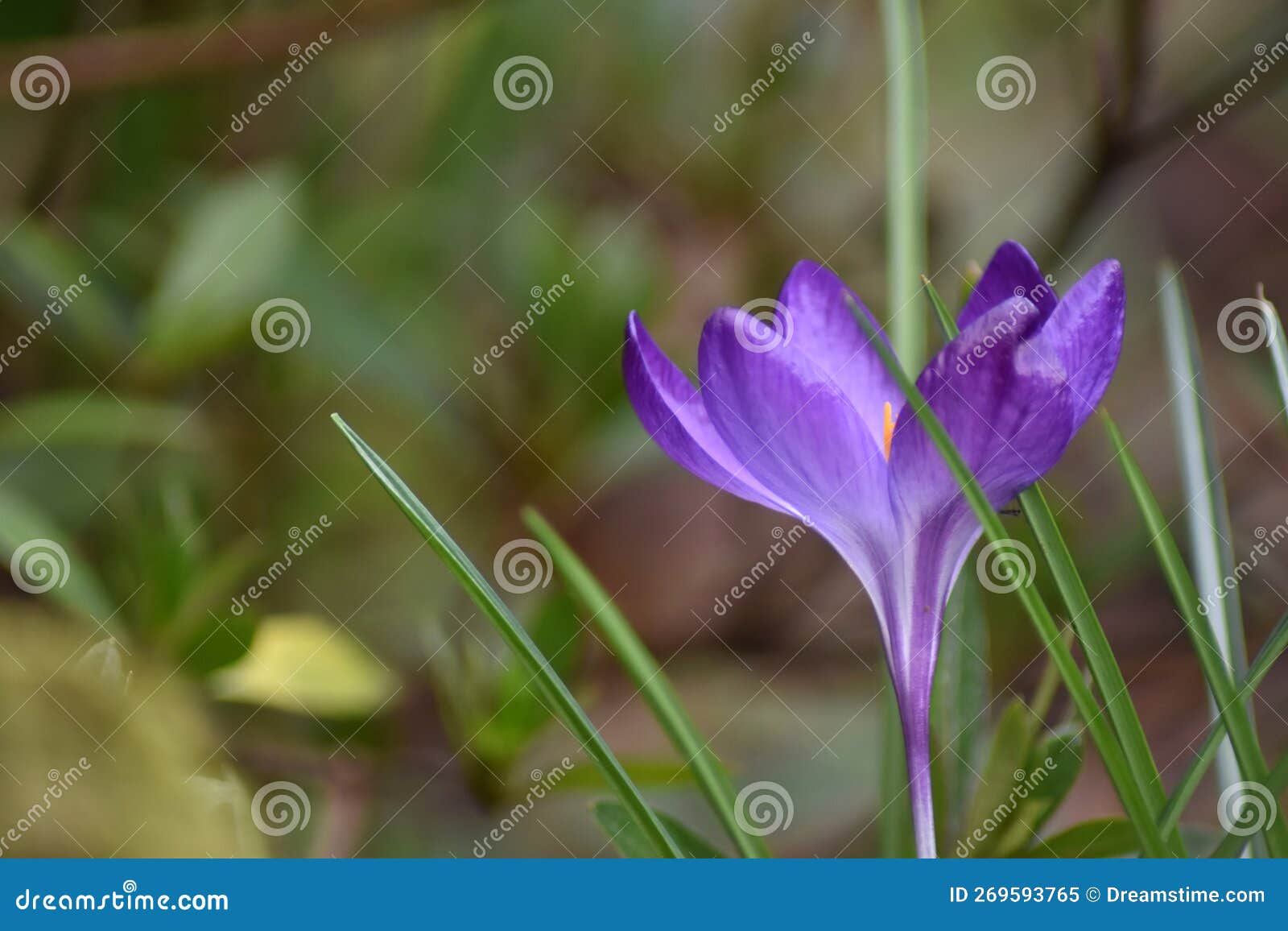Crocus in spring stock image. Image of garden, spring - 269593765