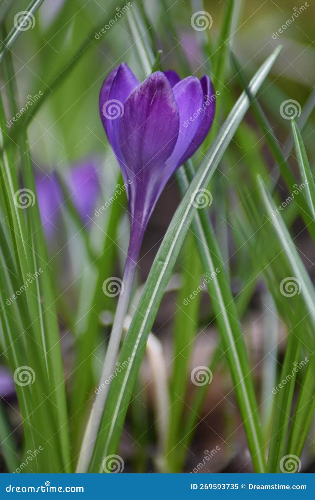 Crocus in spring stock image. Image of plant, spring - 269593735