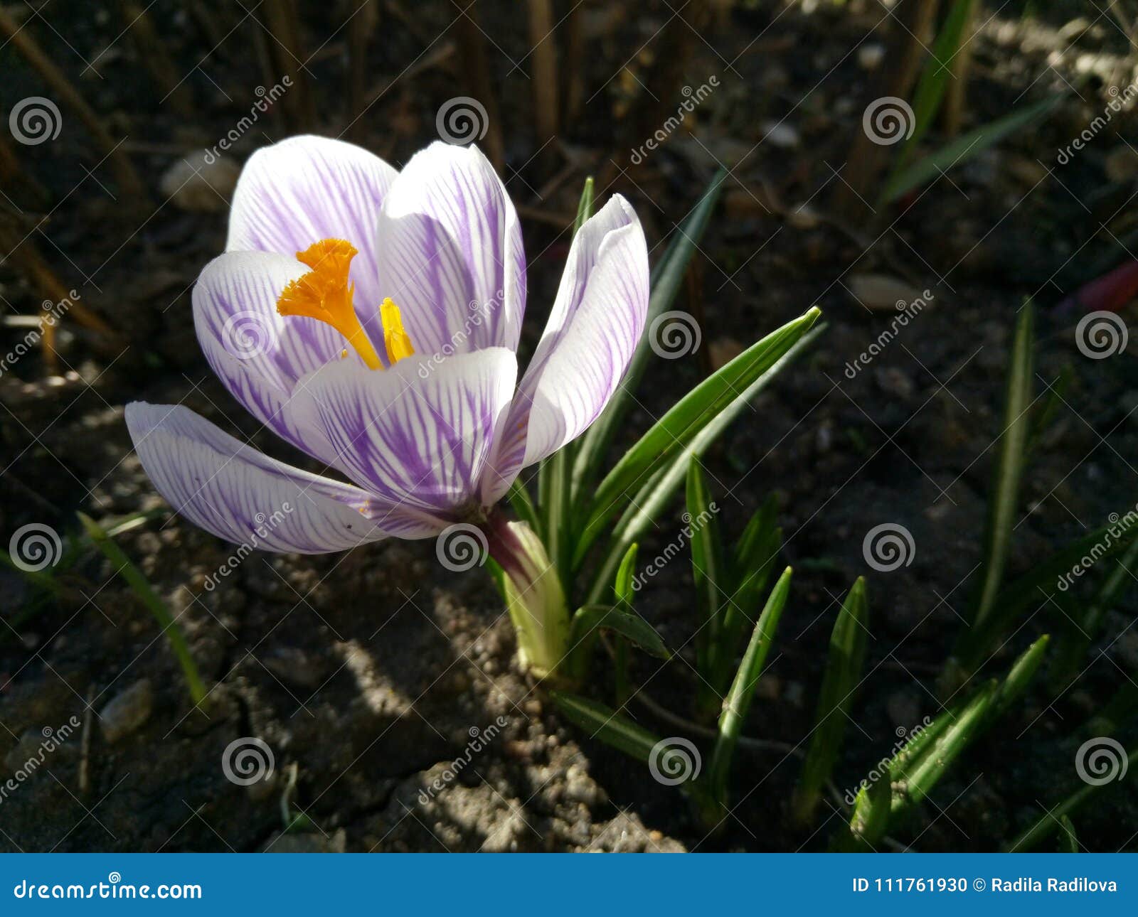 Crocus. Spring Crocus on Sunlight Art Light. Unique Color of Spring ...