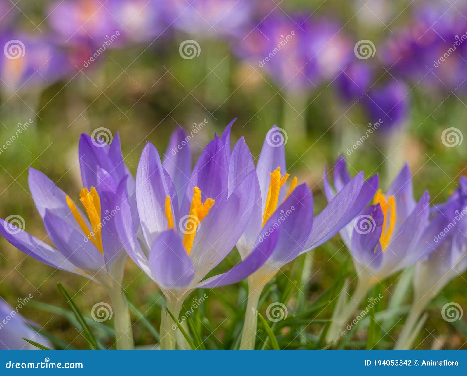 Lilac Crocus at the Springtime Stock Photo - Image of natural, green ...