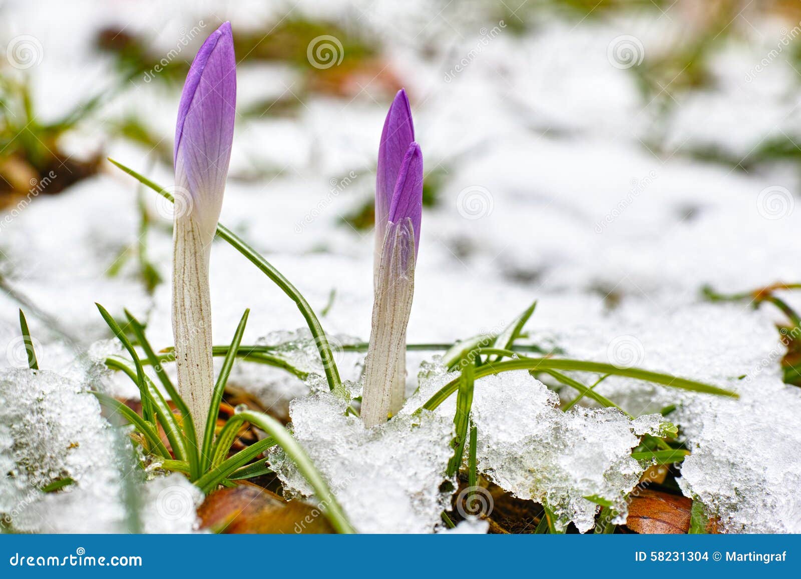 Crocus Sprouts in Snow Details of Nature in Late Winter Stock Photo ...
