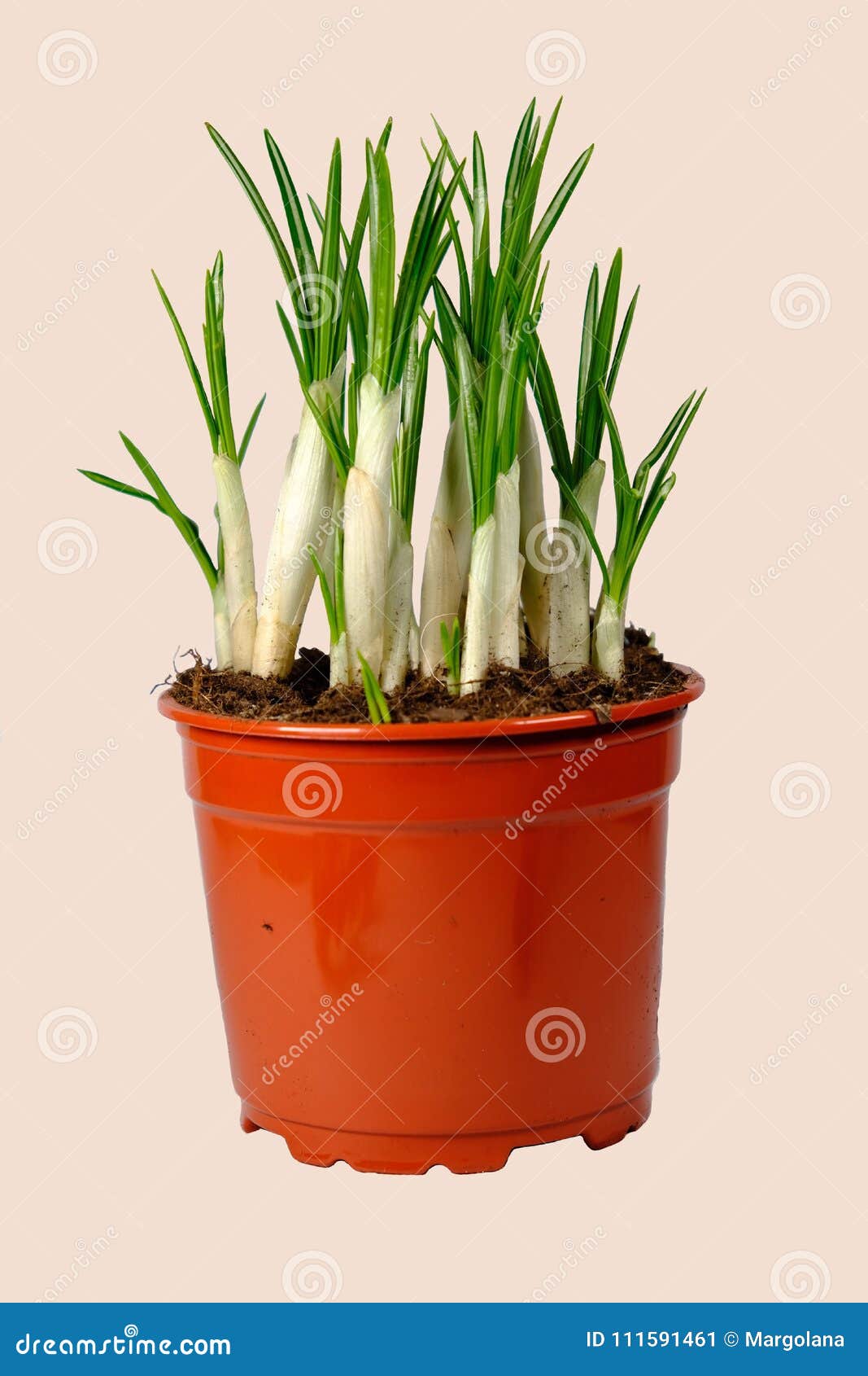 Crocus Sprouts in a Pot Isolated. Stock Image - Image of nature, botany ...