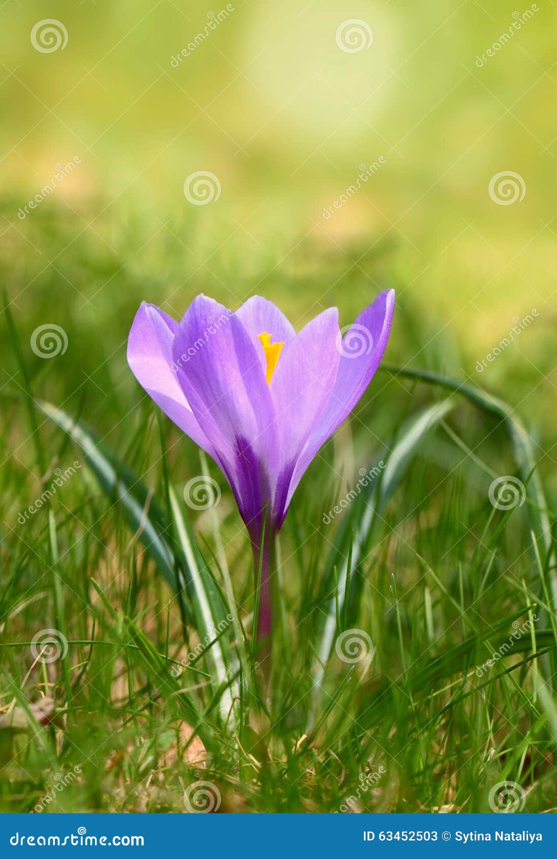 Crocus and sun stock image. Image of tenderness, form - 63452503