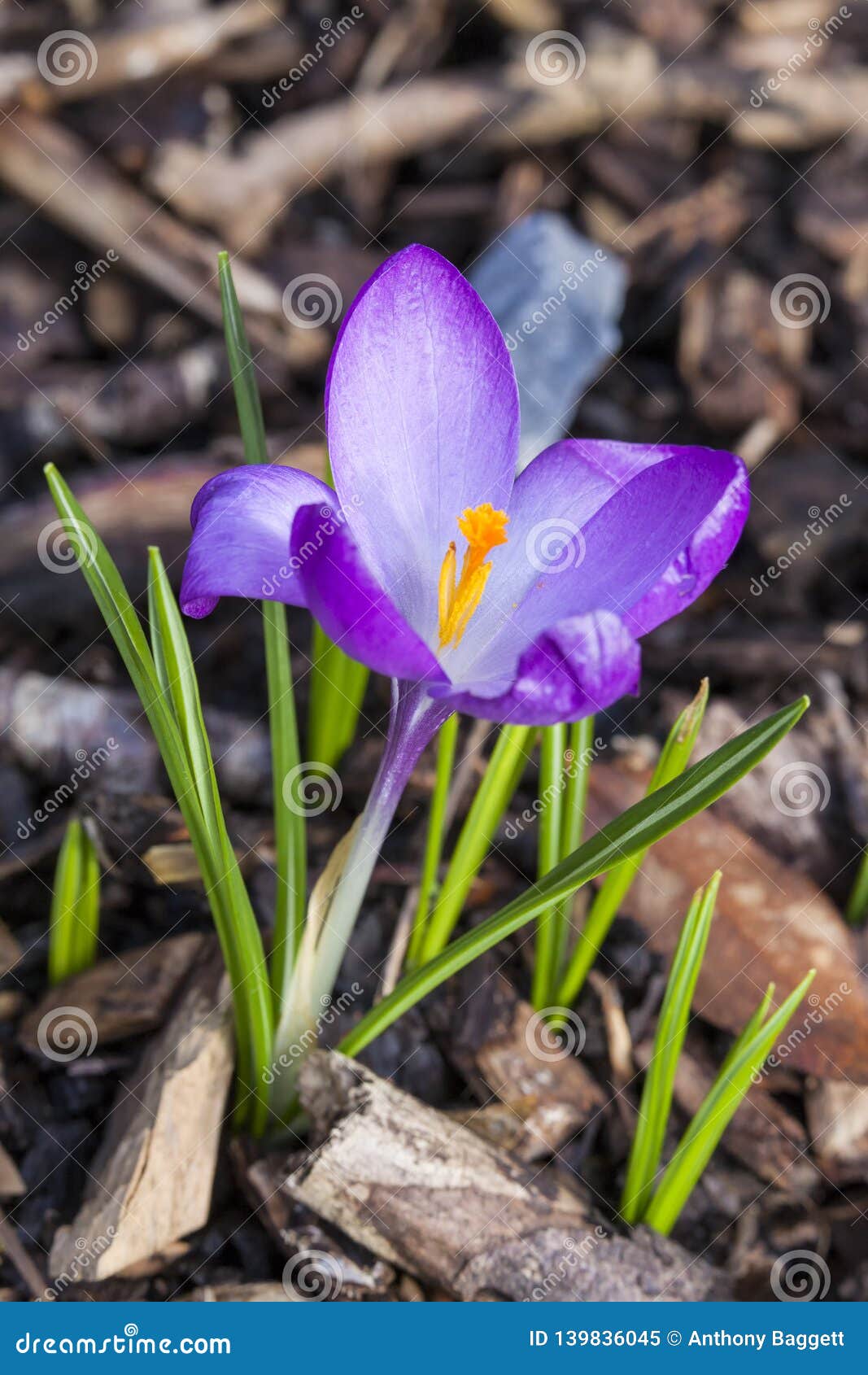 Crocus Tommasinianus `Ruby Giant` Stock Image - Image of horticulture ...