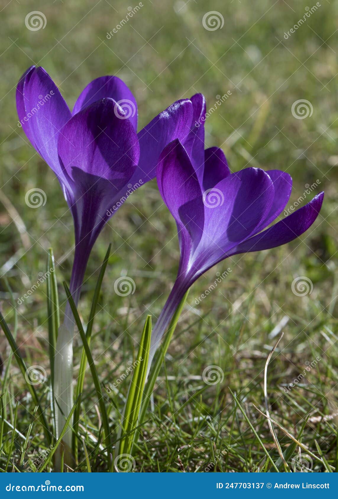 Crocus Tommasinianus Ruby Giant in Flower in Springtime, United Stock ...