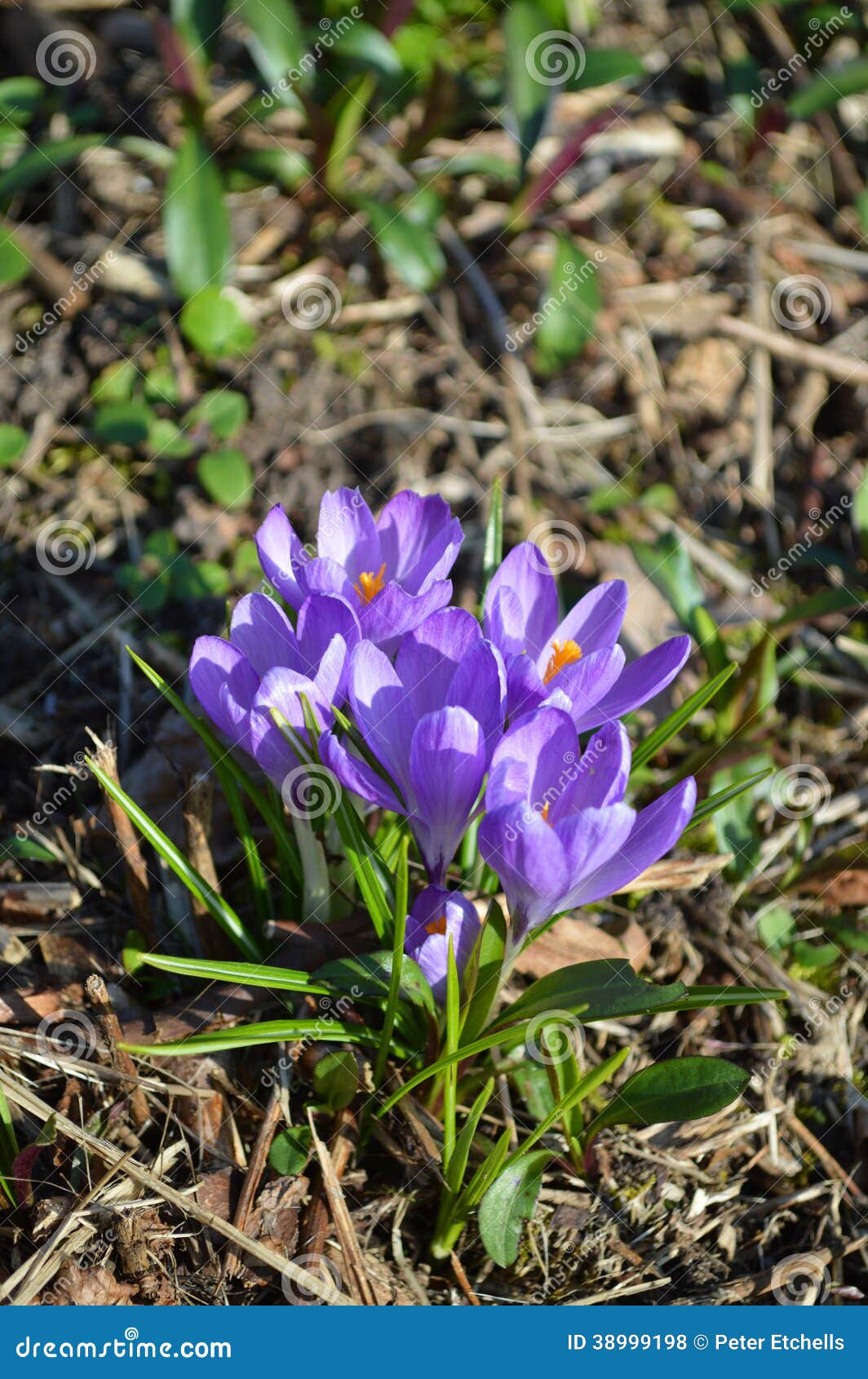 Crocus tommasinianus stock photo. Image of crocus, monocotyledon - 38999198
