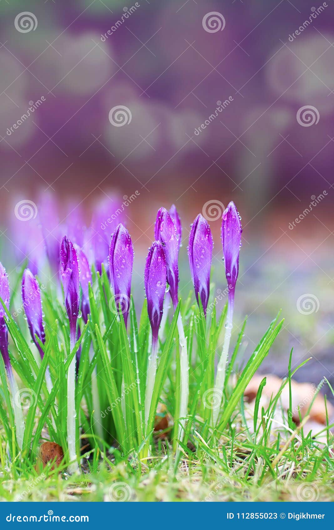 Crocus under the rain stock image. Image of meadow, bloom - 112855023