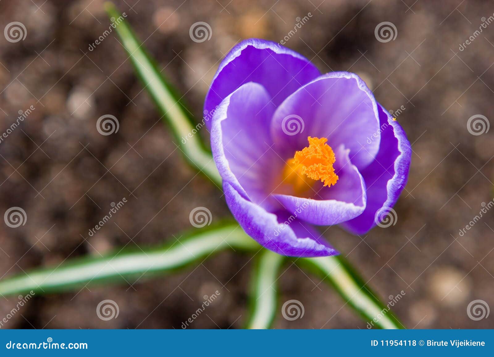 Crocus vernus stock photo. Image of bloom, plant, beauty - 11954118