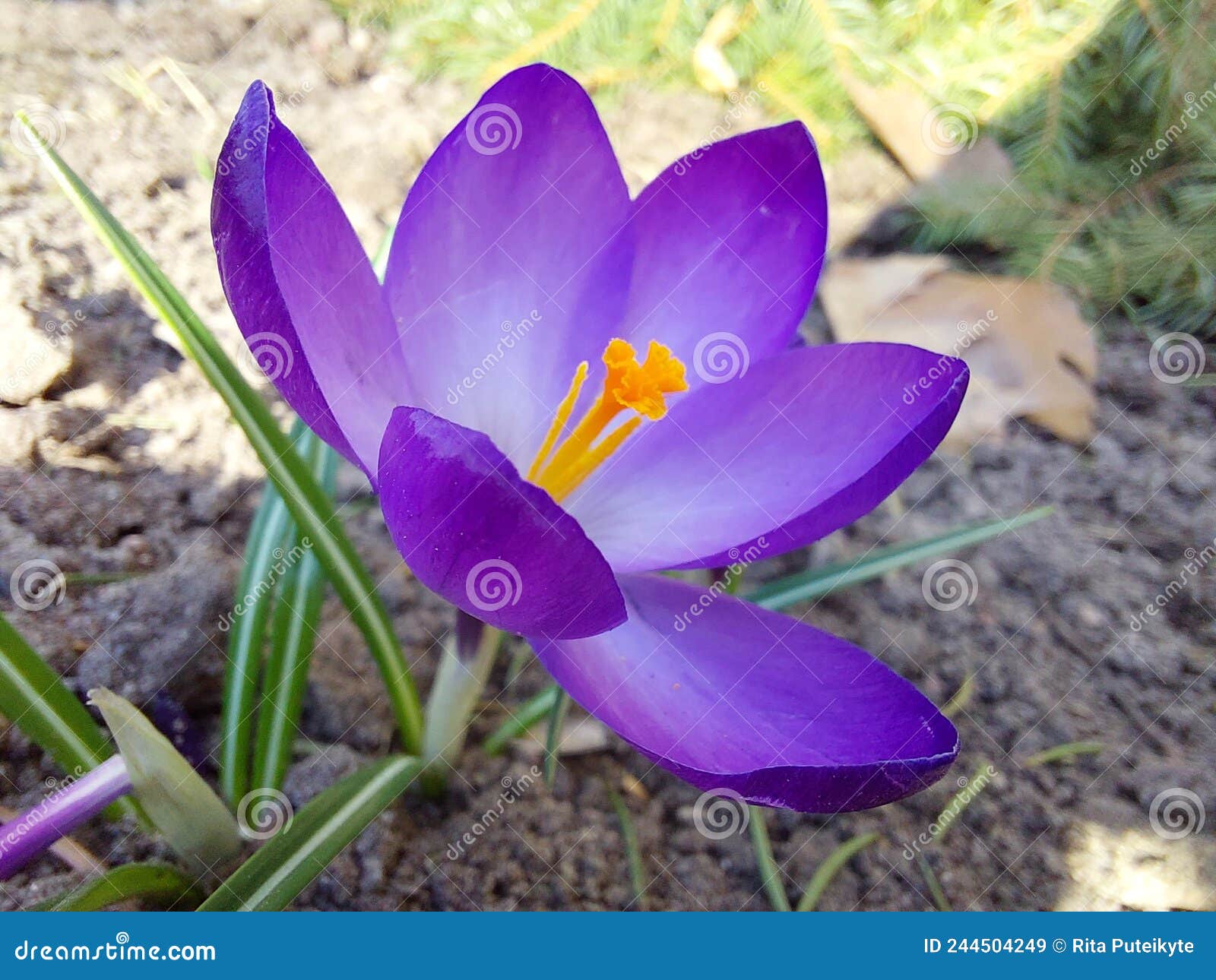 Crocus Vernus stock image. Image of iridaceae, spring - 244504249