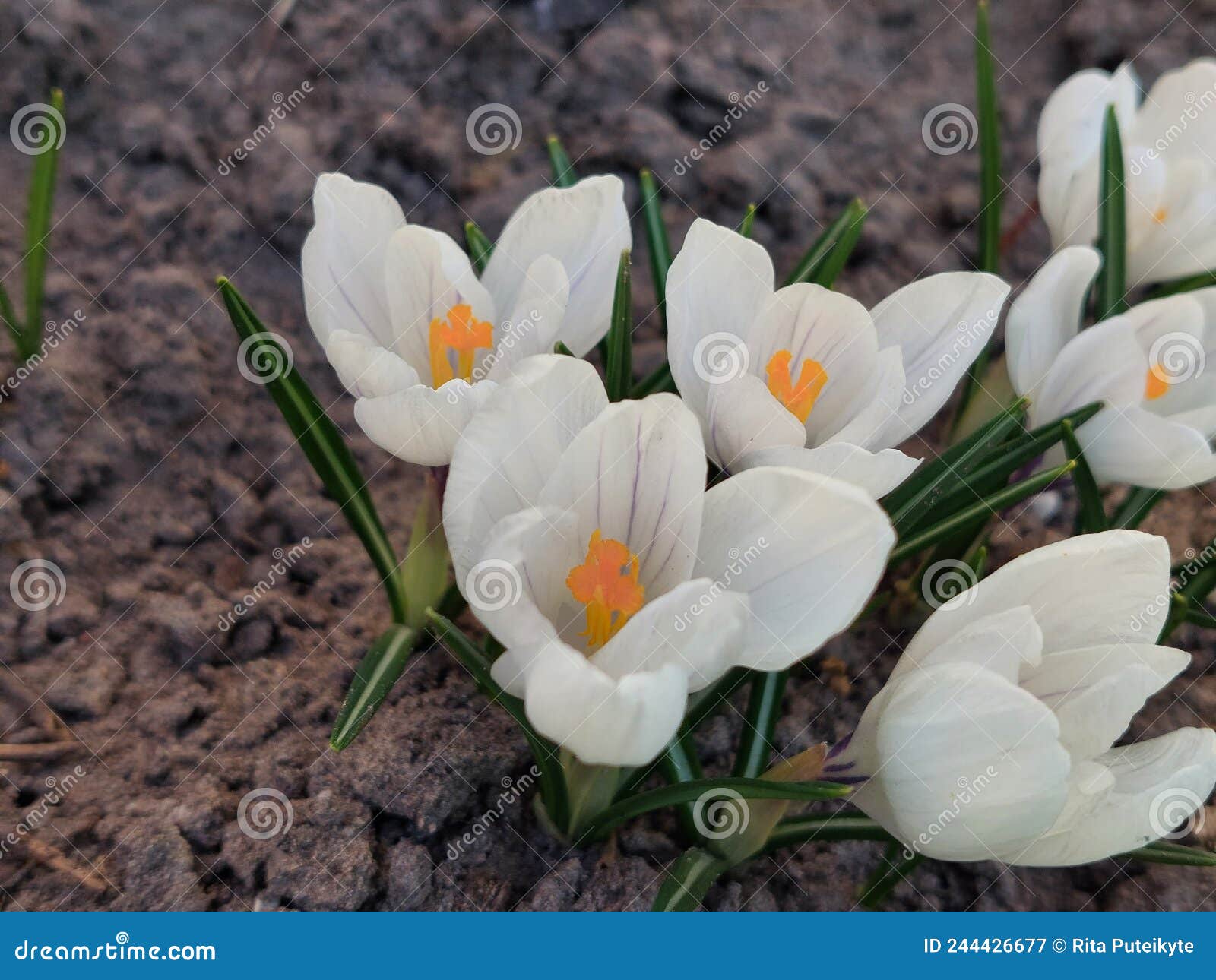 Crocus Vernus stock image. Image of flower, plant, vernus - 244426677