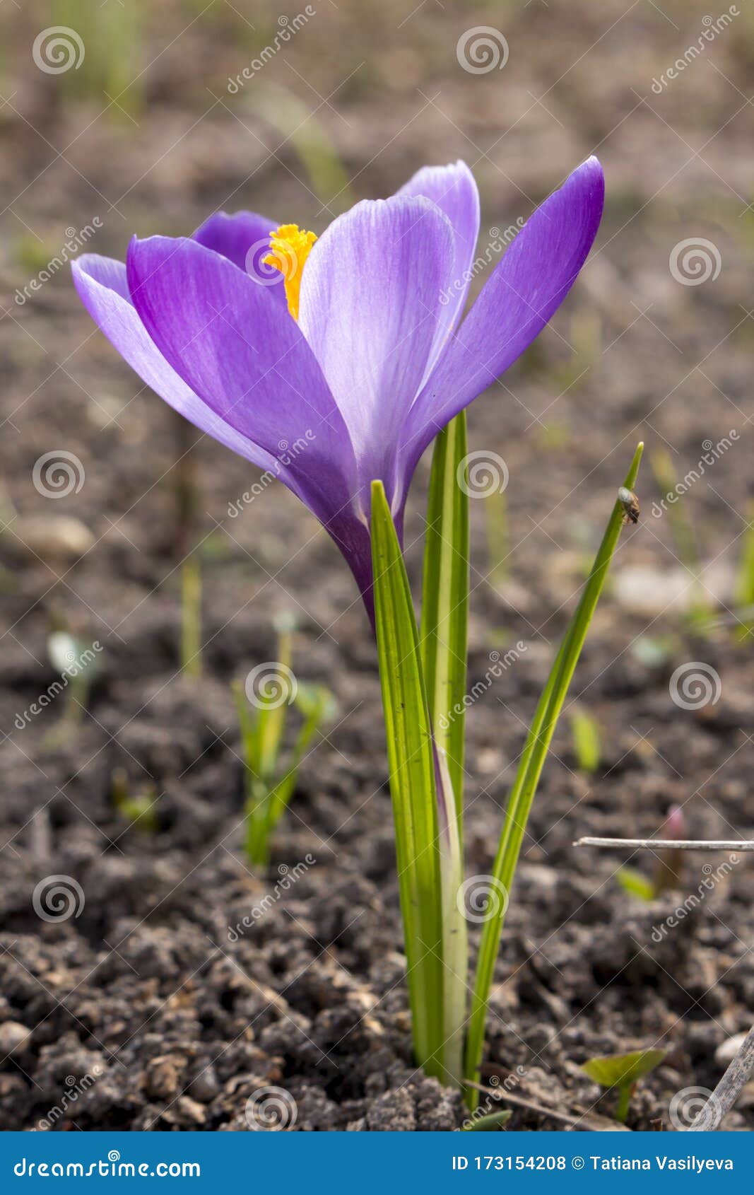 Crocus Vernus Spring Crocus, Giant Crocus. Stock Photo - Image of early ...