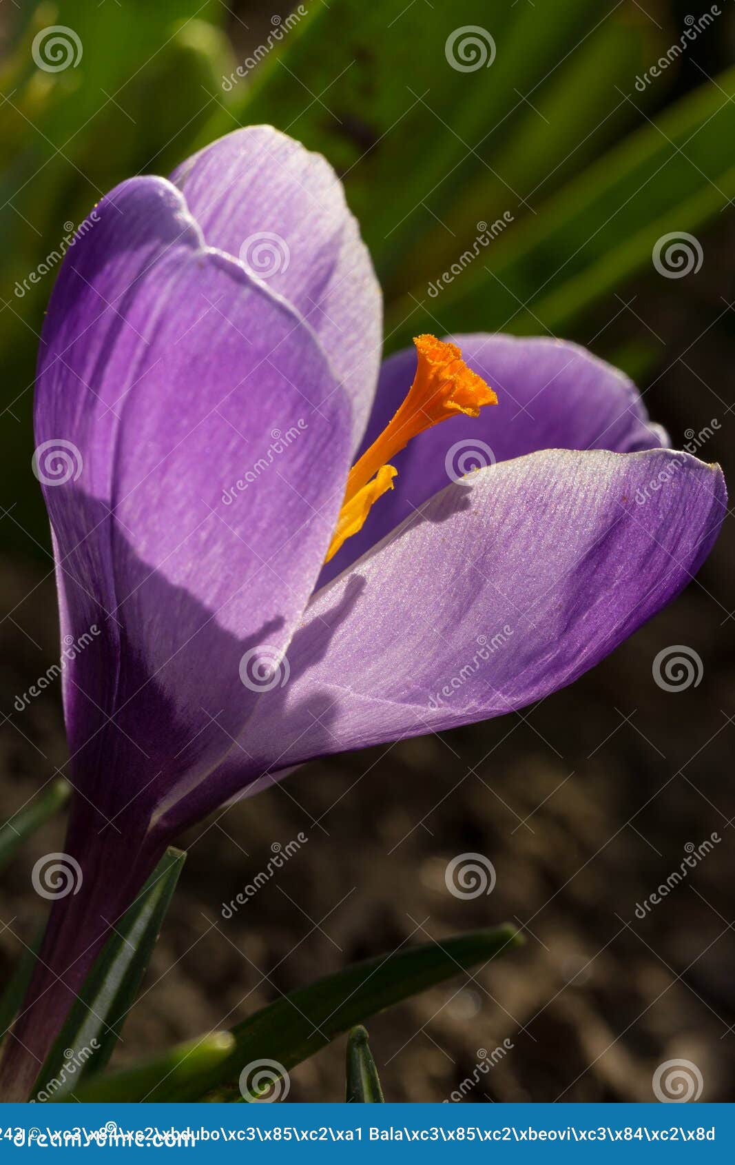 Crocus violet stock image. Image of flower, flora, blossom - 51023243