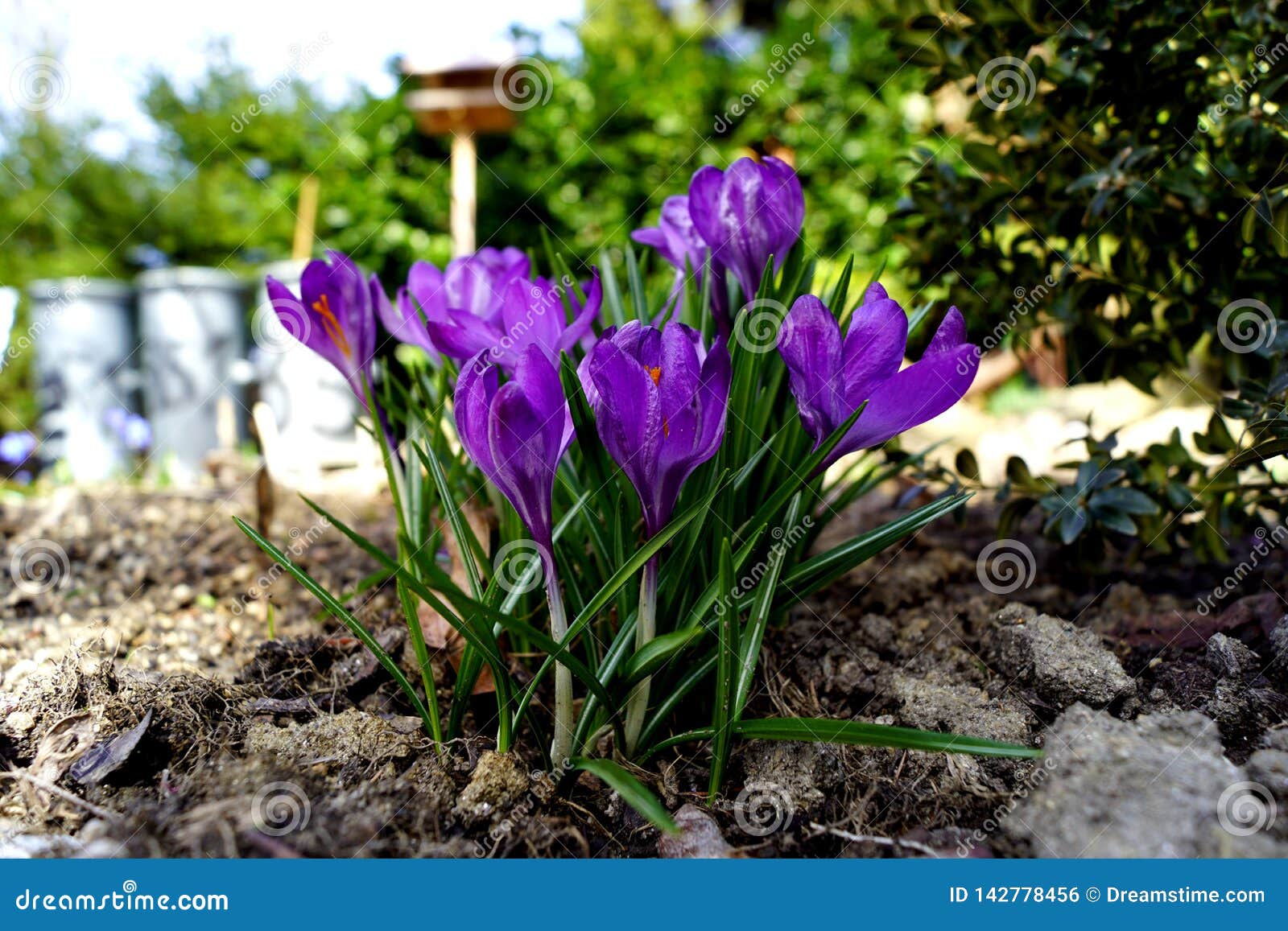 Crocus - violet variant stock photo. Image of famous - 142778456