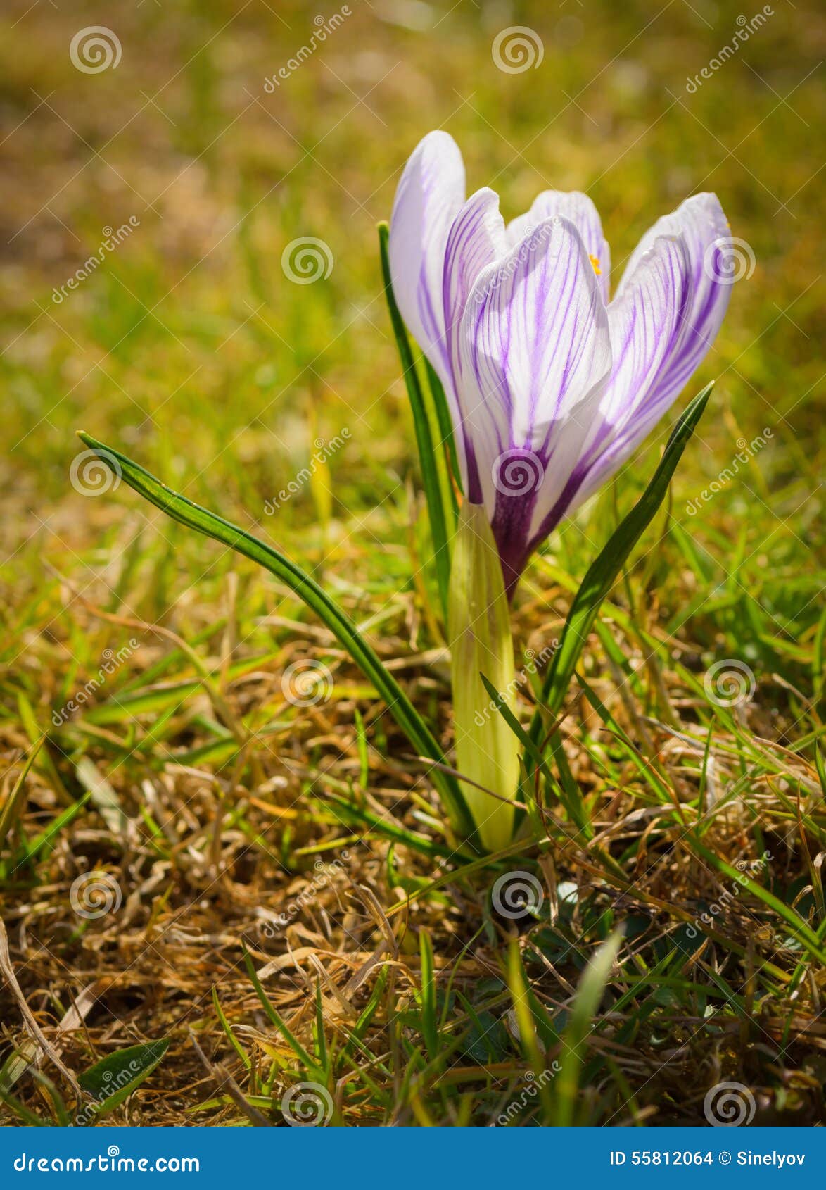 Crocus of White and Lilac Colors Stock Photo - Image of floral, meadow ...
