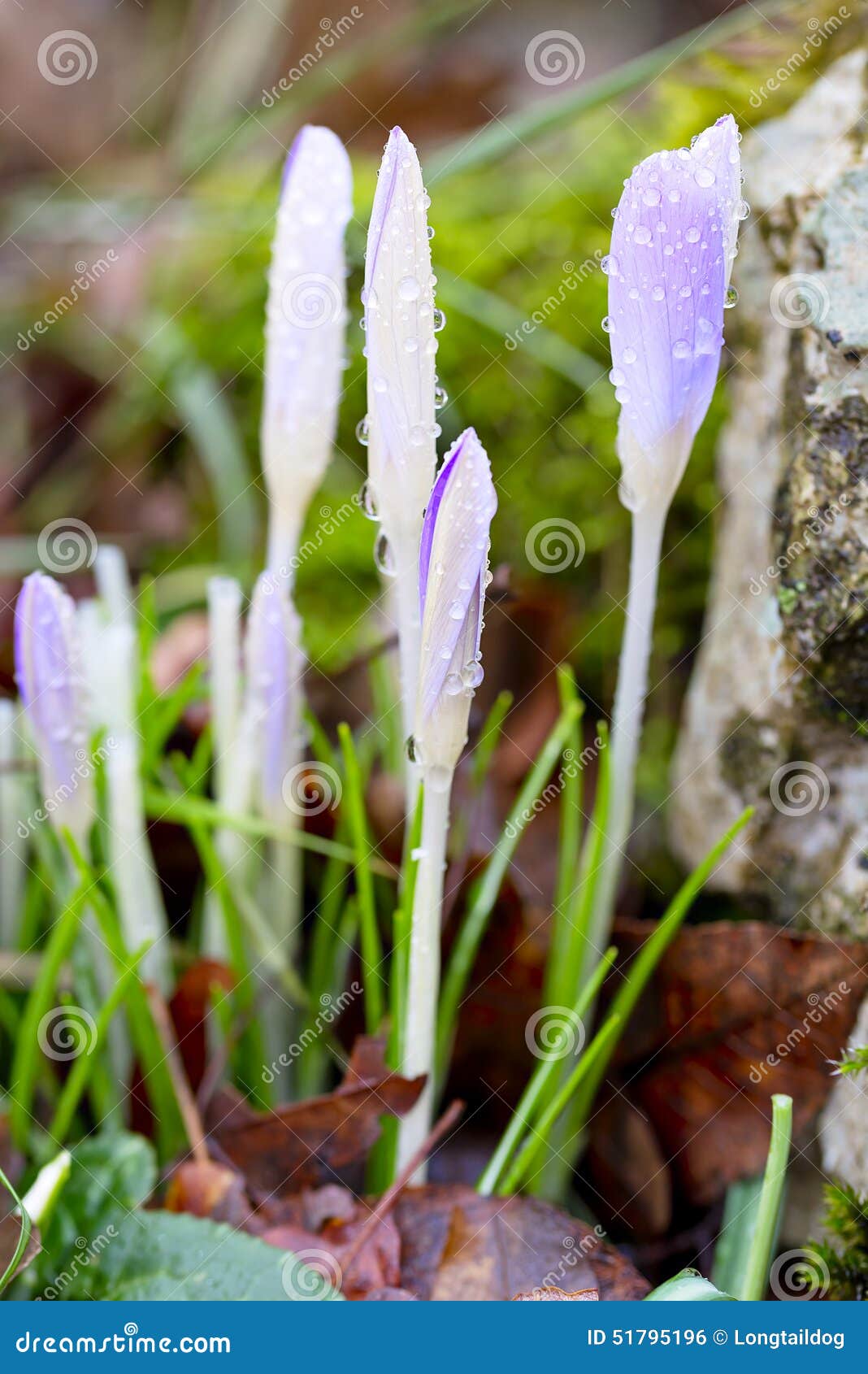 Crocus stock photo. Image of nature, crocus, plant, beauty - 51795196
