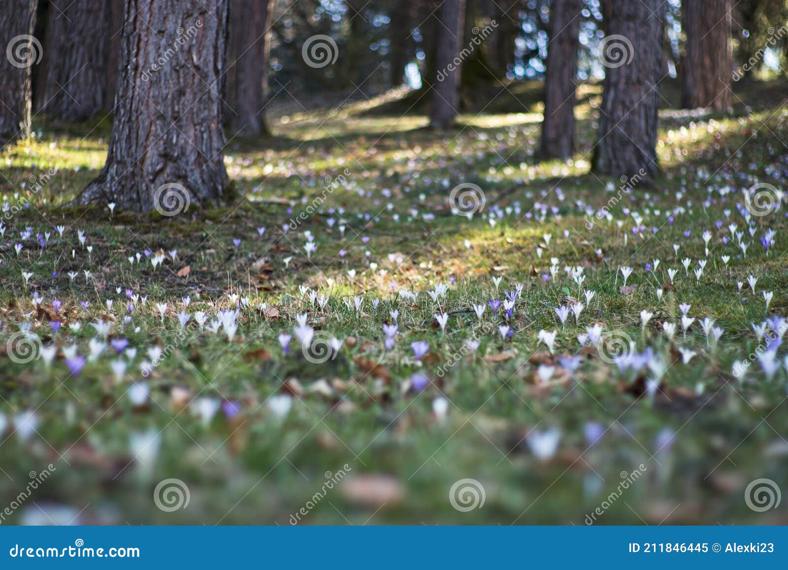 Crocus wood stock image. Image of crocuses, naturally - 211846445