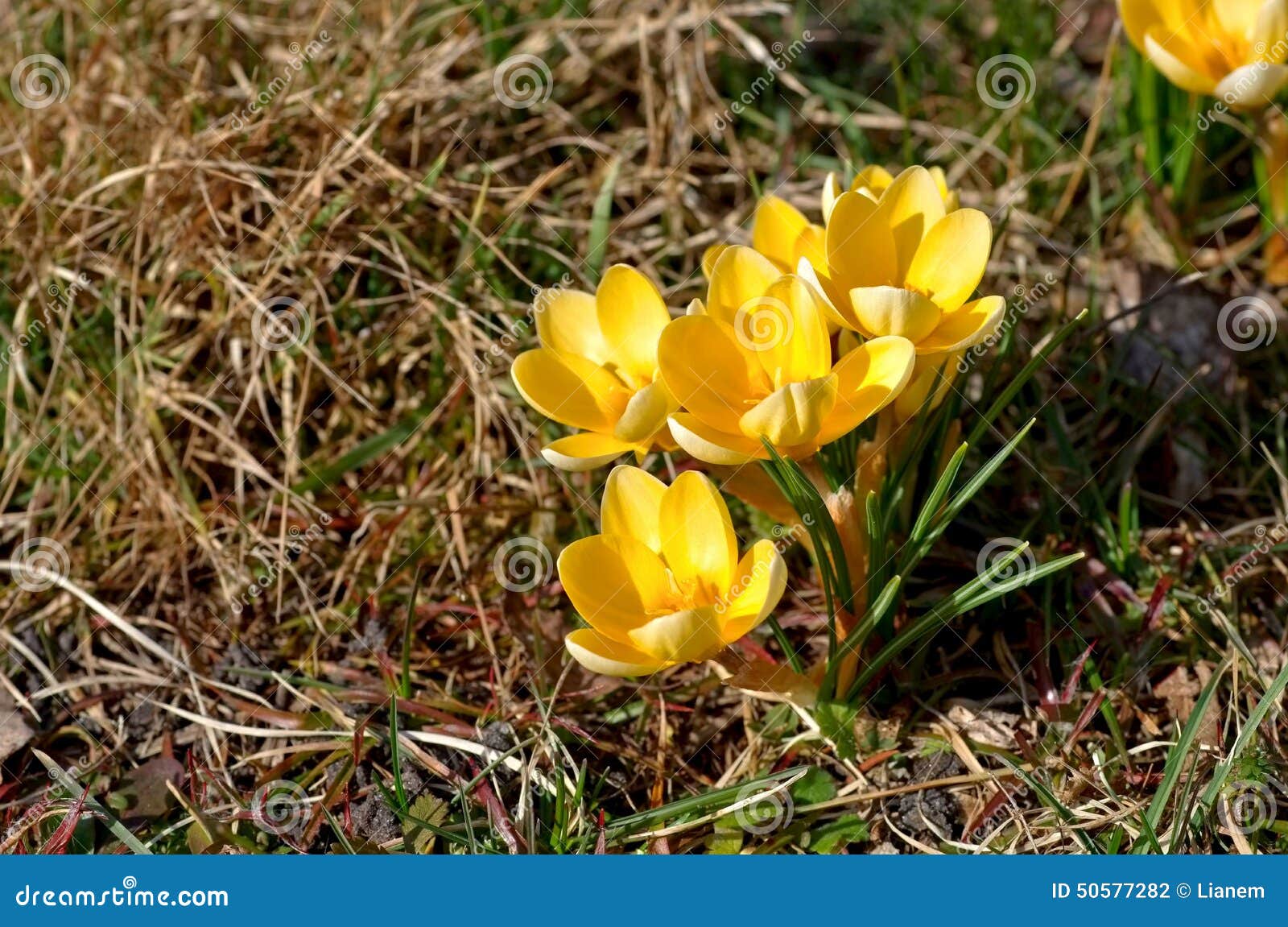 Crocus yellow stock photo. Image of bloom, yellow, early - 50577282