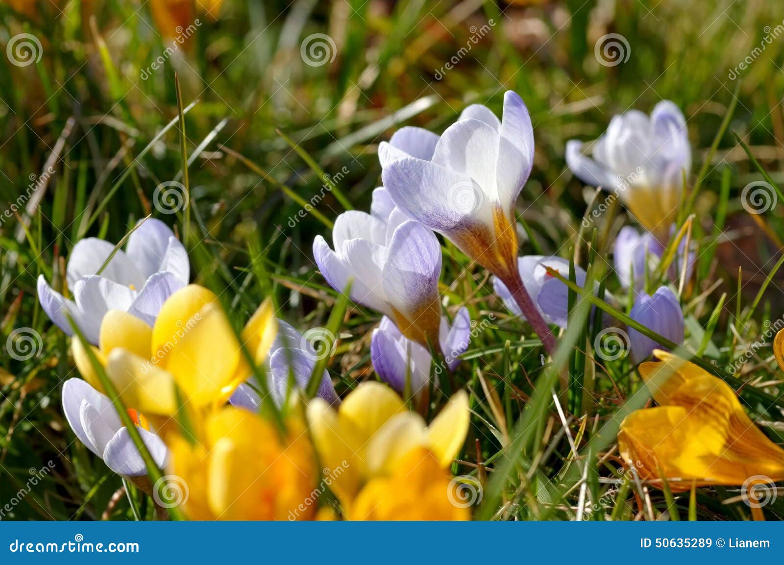 Crocus yellow stock image. Image of crocus, bloom, wild - 50635289