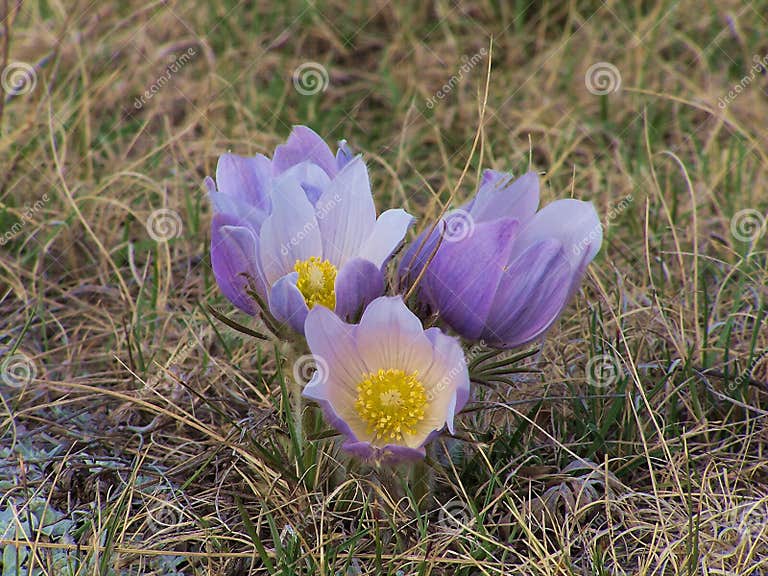 Crocus5 stock photo. Image of grasslands, native, prairie - 1077158
