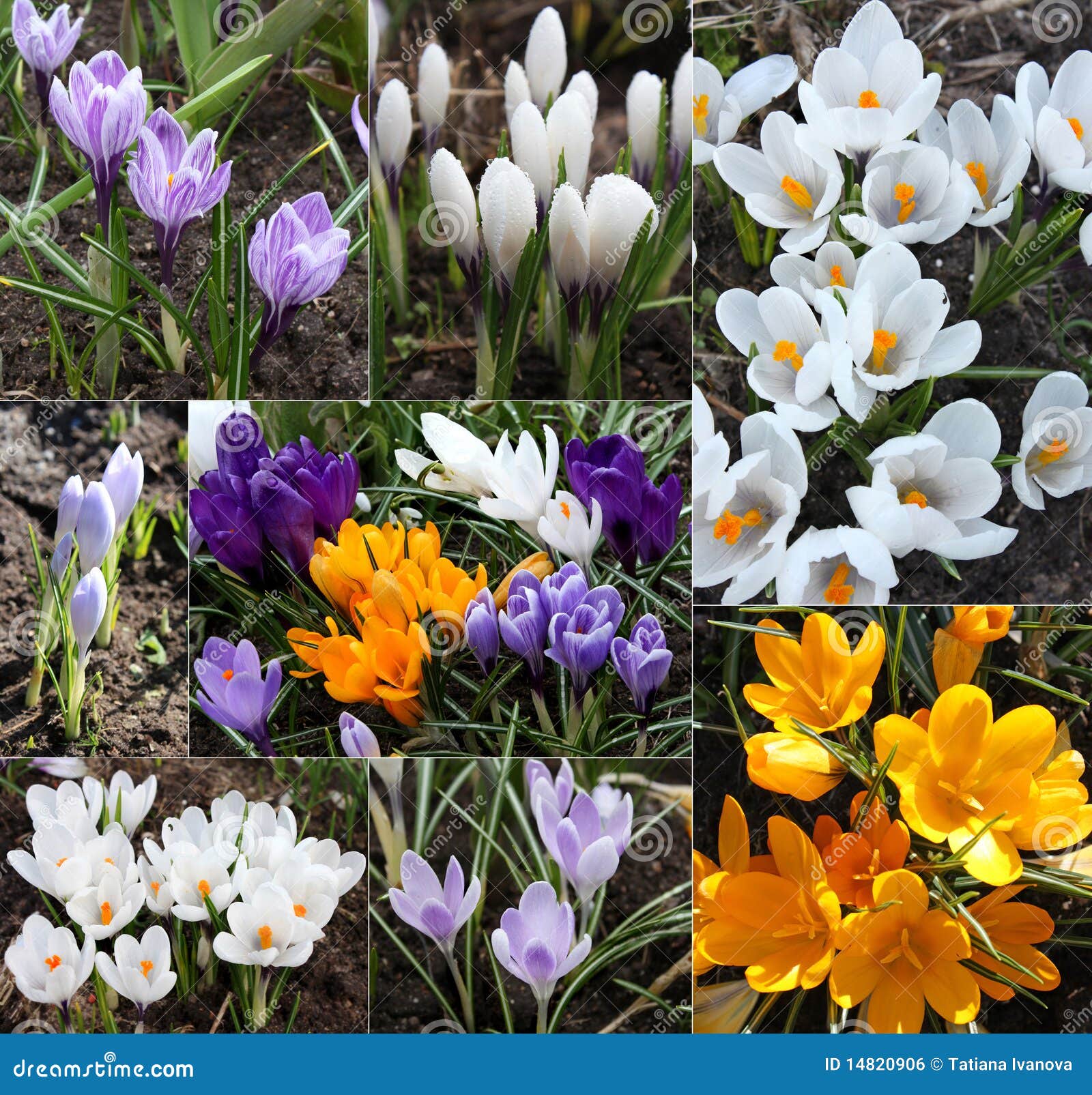 Crocuses stock photo. Image of spring, lilac, drops, white - 14820906